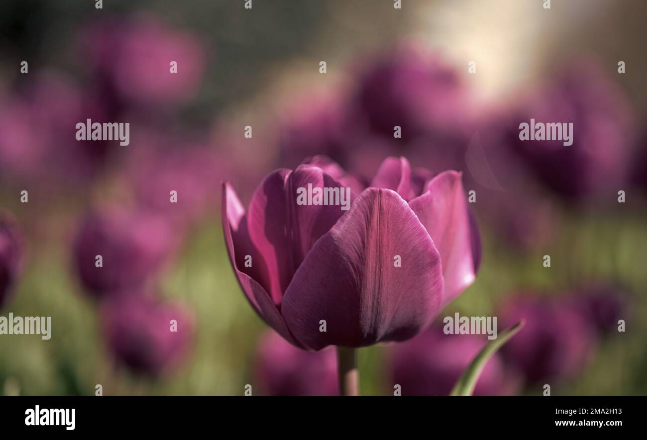 purple flowers of fresh holland tulips. selective focus Stock Photo - Alamy