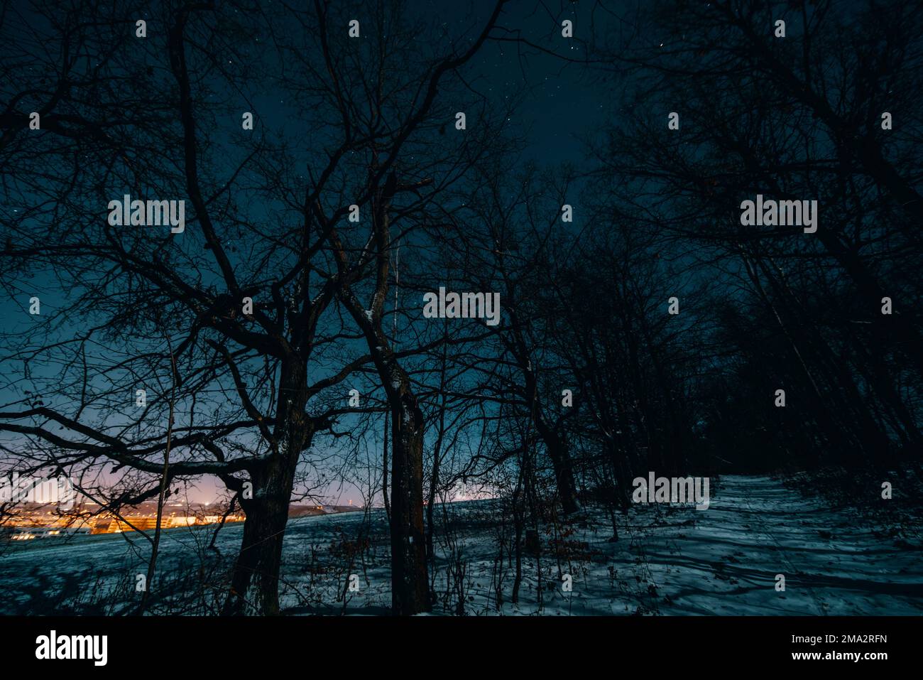 night winter landscape of a dark forest and city lights on the horizon ...