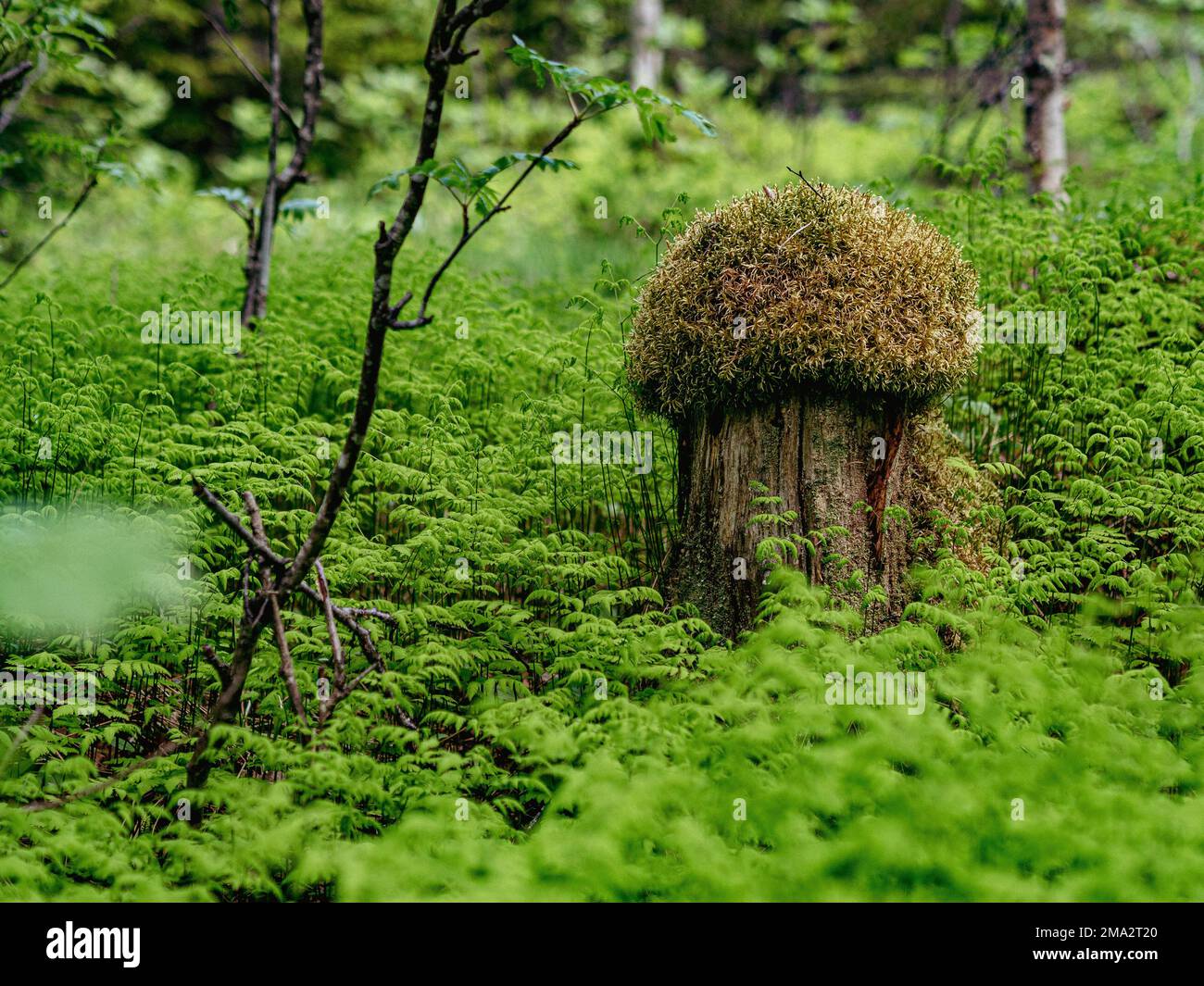 Close to tannforsen hi-res stock photography and images - Alamy