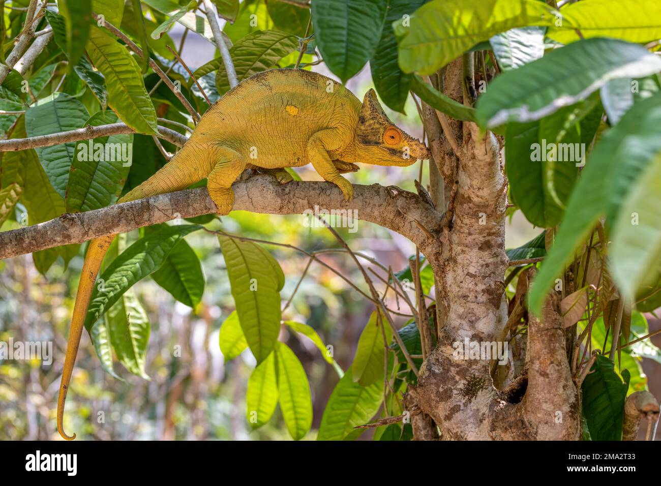 Chamaeleonidae family hi-res stock photography and images - Alamy