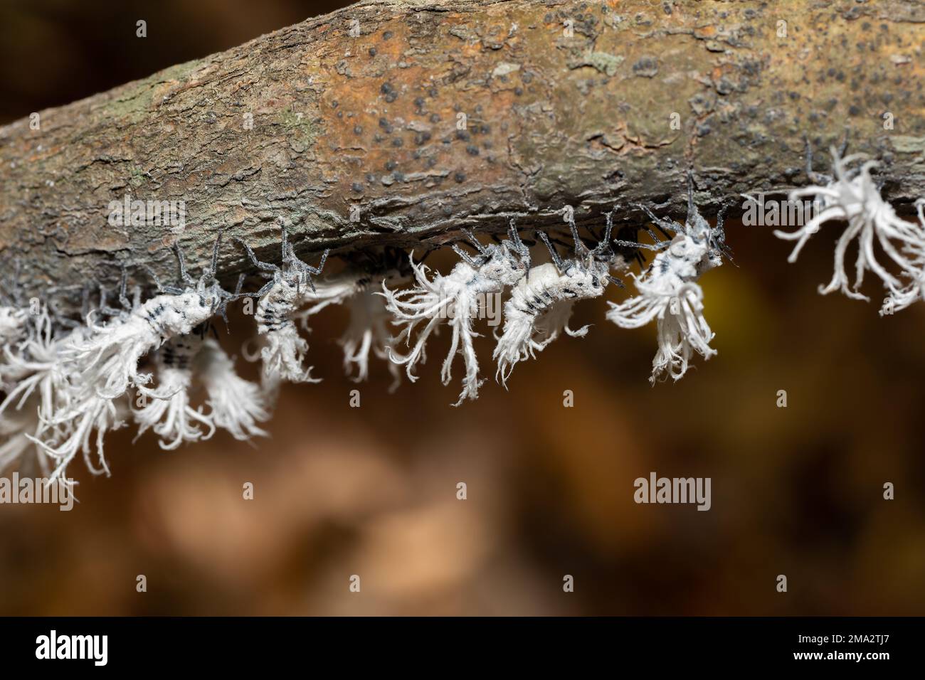 Flatida rosea, the flower-spike bug or the flatid leaf bug, is a ...