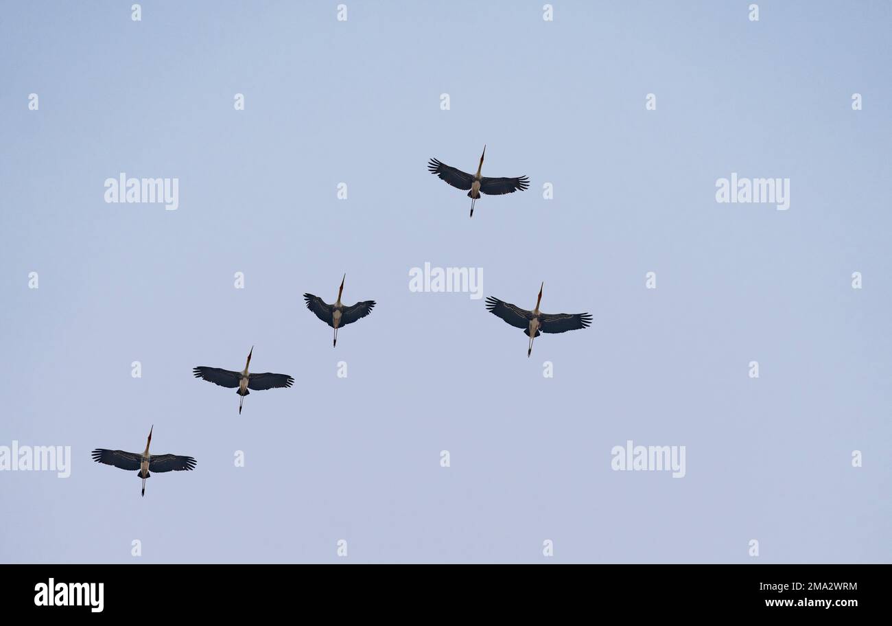 Birds fly at Sangam, the confluence of rivers the Ganges and the Yamuna ...
