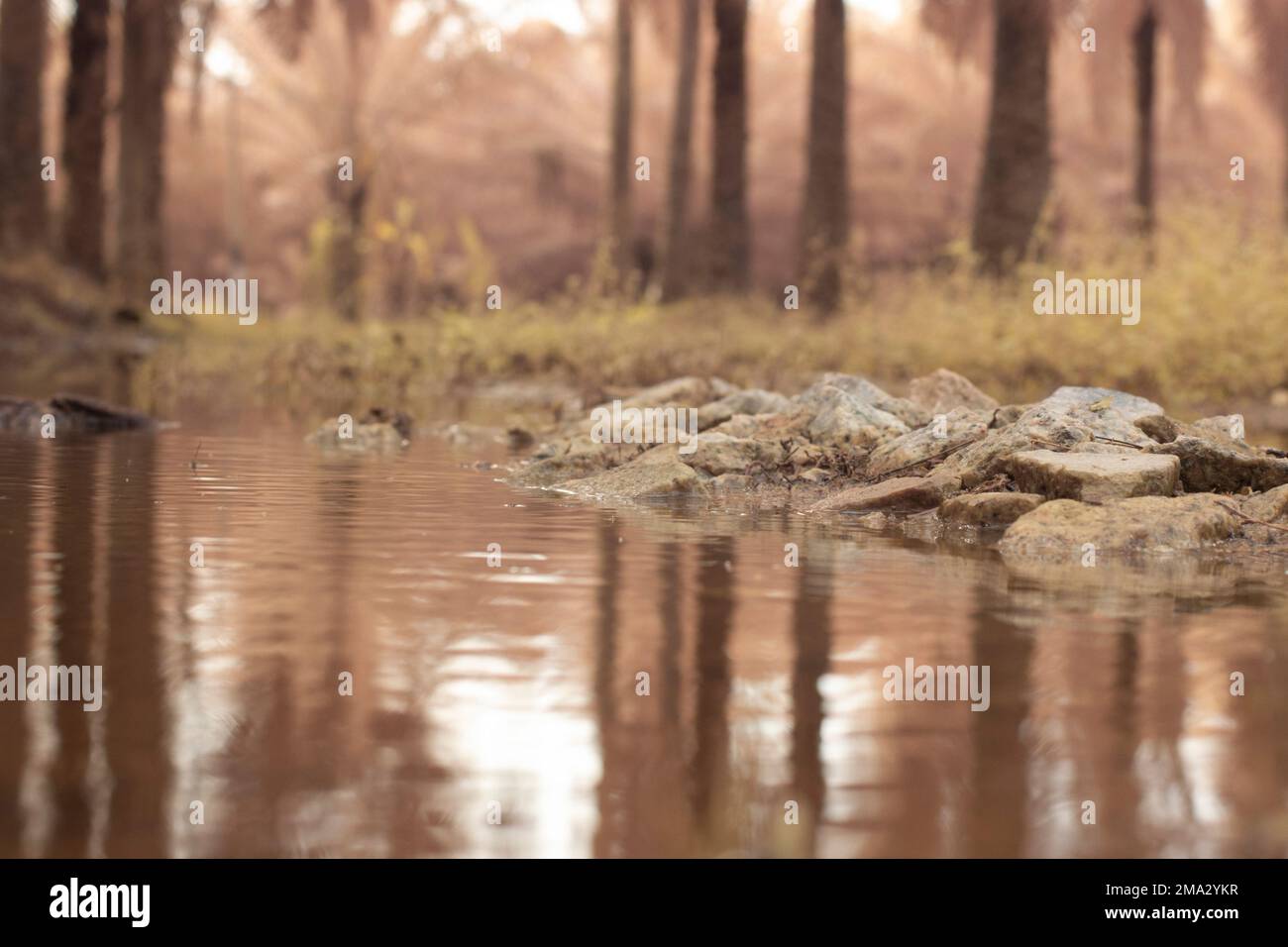 scene of gravel and overgrowth by the puddle bank Stock Photo - Alamy