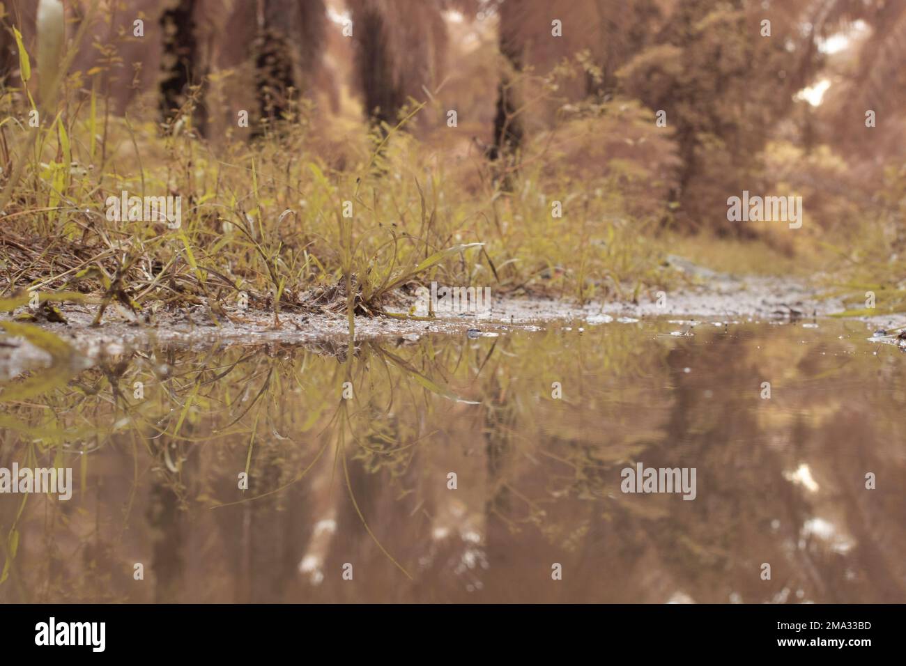 scene of gravel and overgrowth by the puddle bank Stock Photo - Alamy