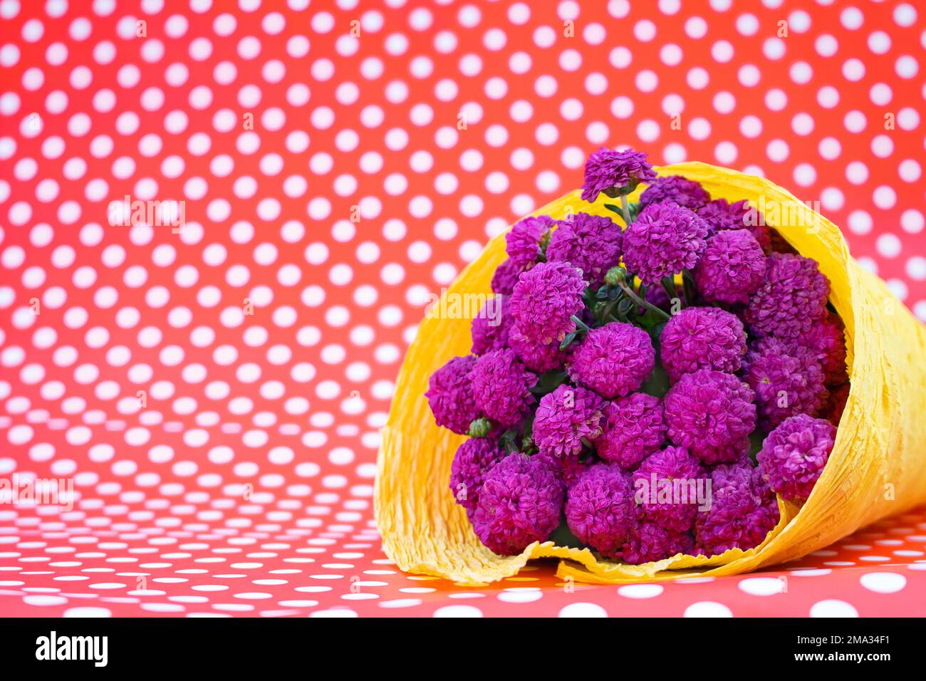 Bouquet of purple chrysanthemums in yellow paper on red and white polka ...