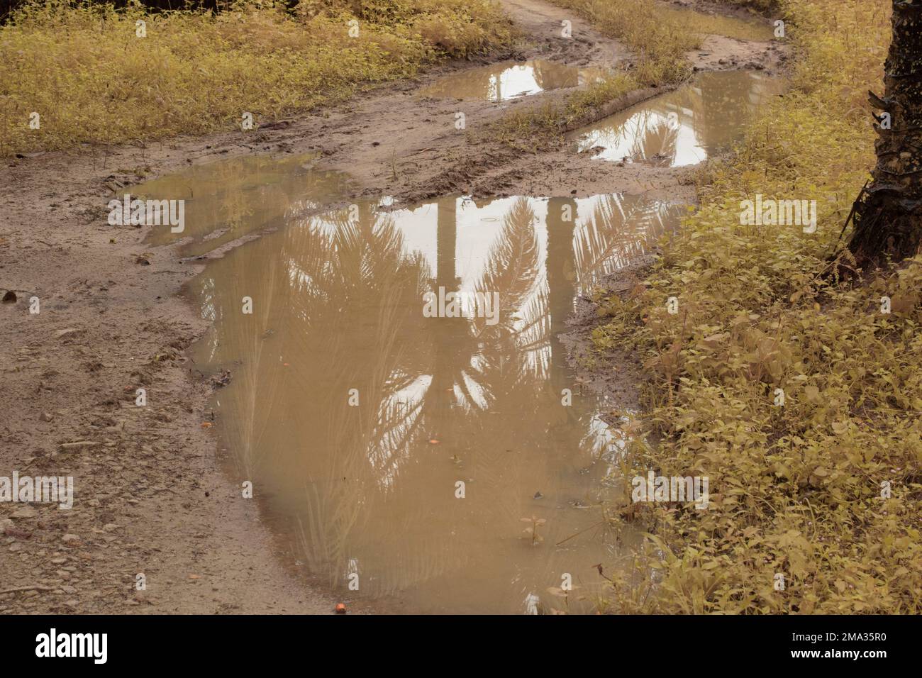 scene of gravel and overgrowth by the puddle bank Stock Photo - Alamy