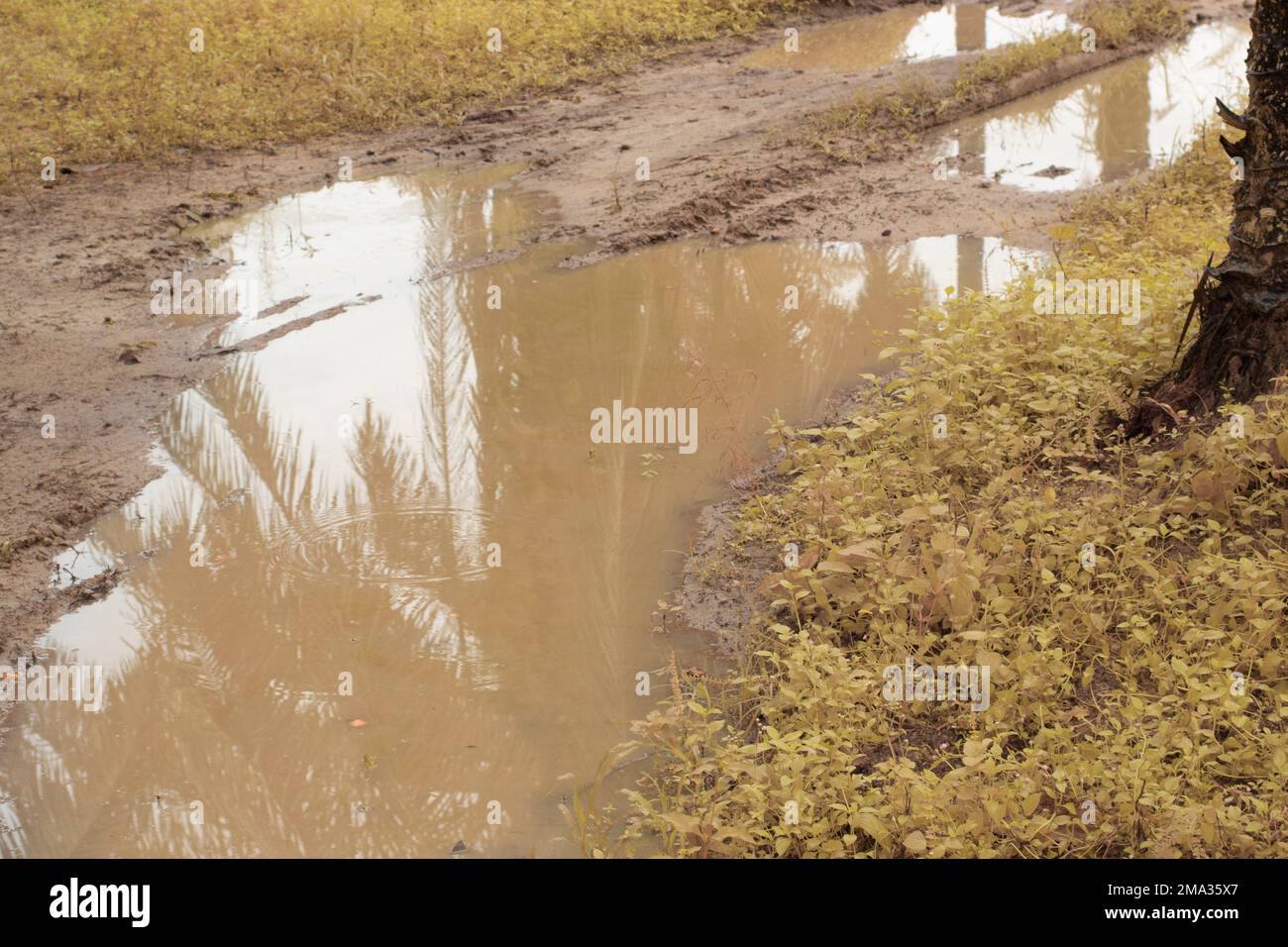 scene of gravel and overgrowth by the puddle bank Stock Photo - Alamy