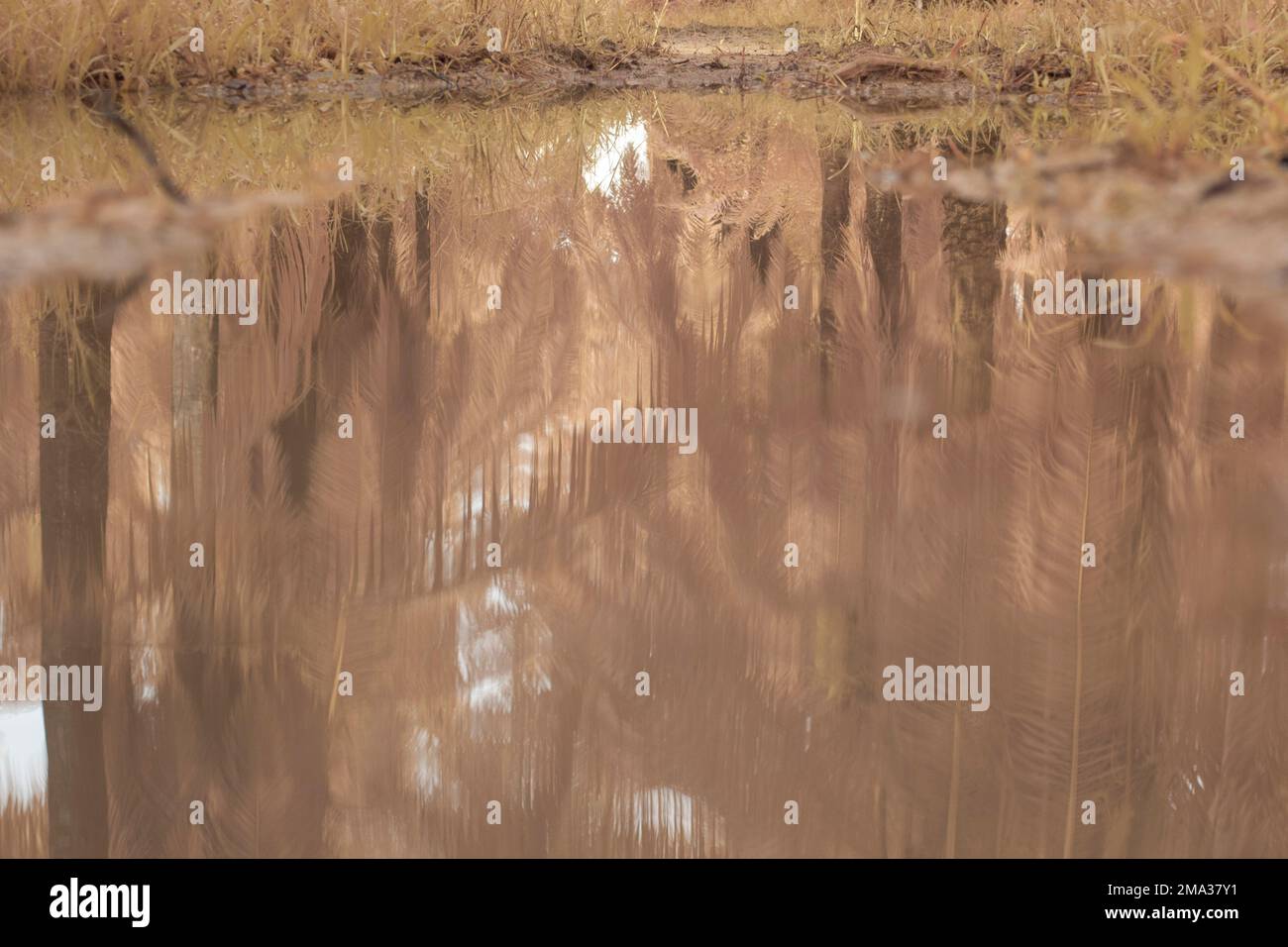 scene of gravel and overgrowth by the puddle bank Stock Photo - Alamy