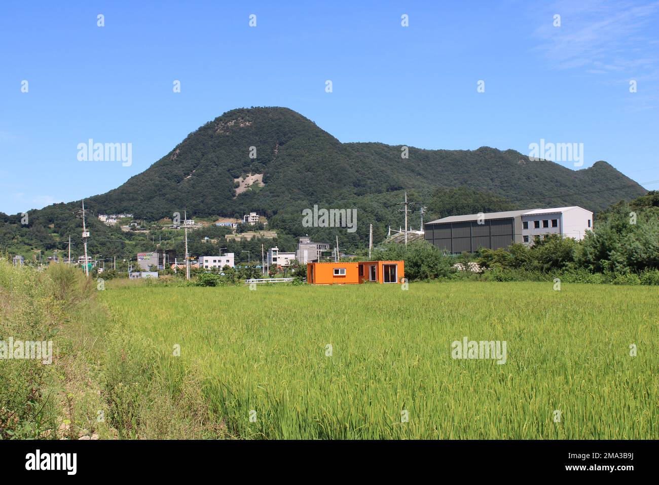 Bright orange shipping container office in rice field Stock Photo - Alamy
