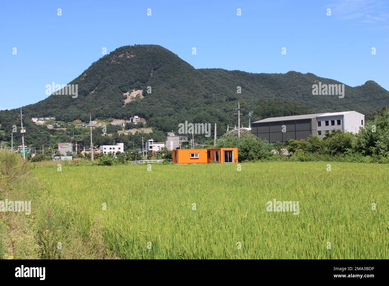 Bright orange shipping container office in rice field Stock Photo - Alamy