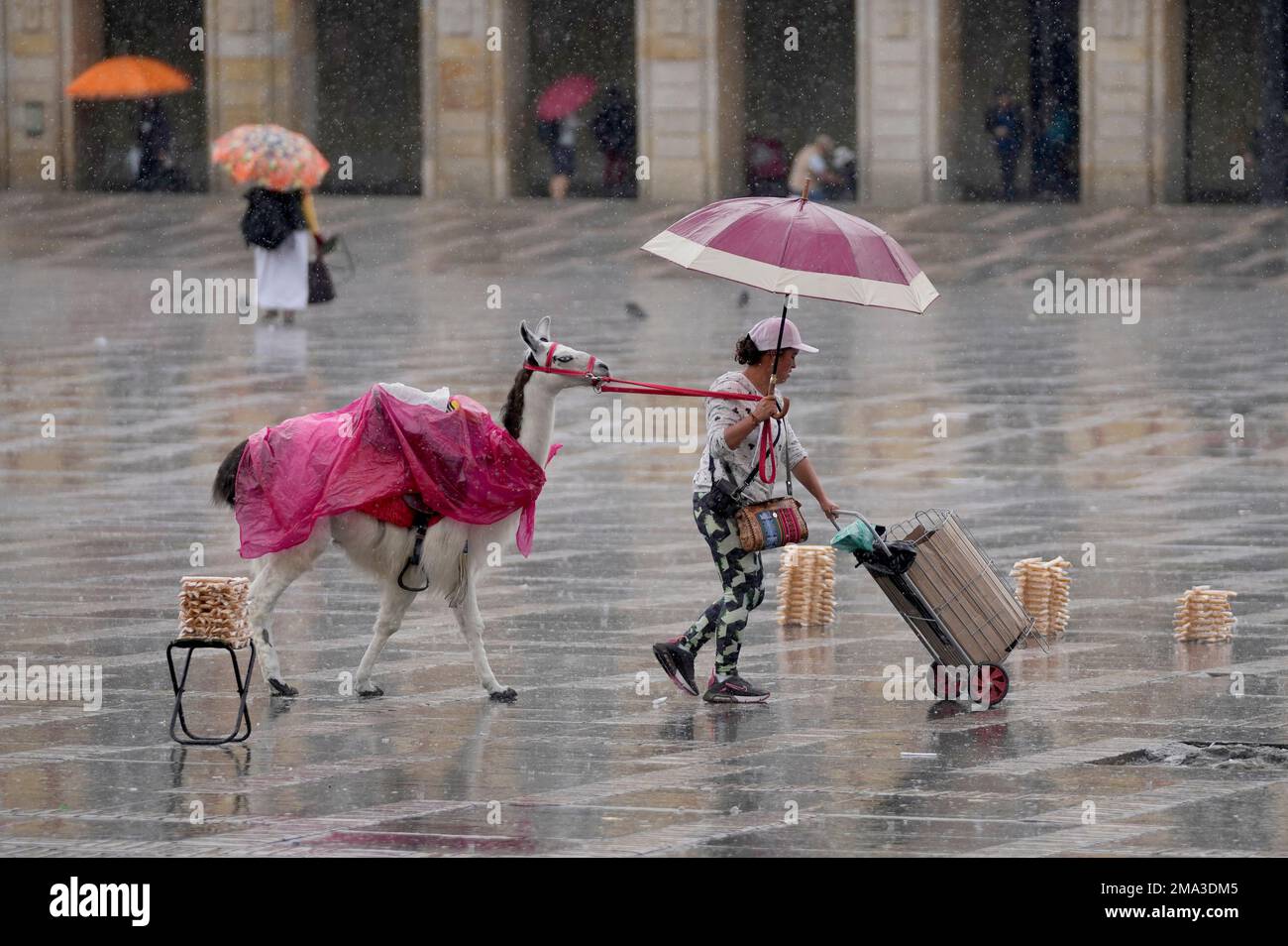 A street photographer leaves Bolivar Square with her llama after it ...
