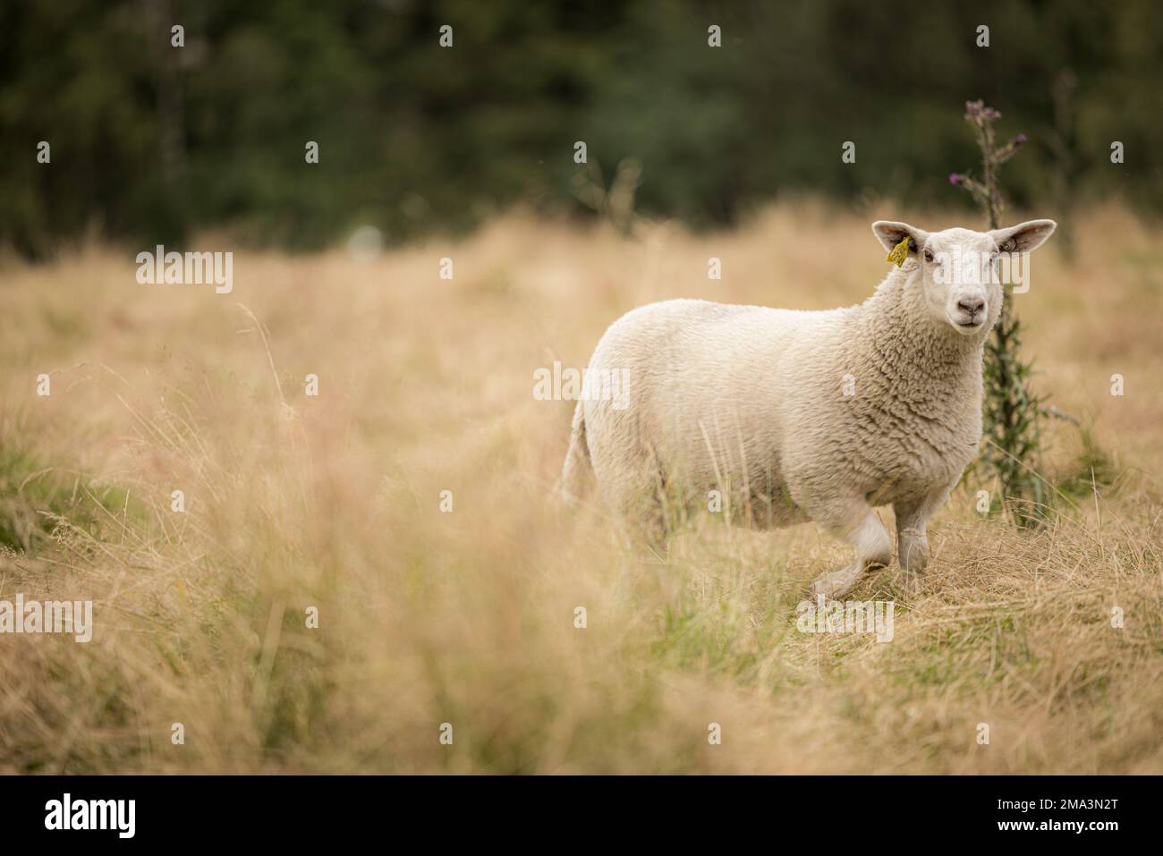 A fluffy Welsh Mountain sheep with an ear tag captured in a pasture ...
