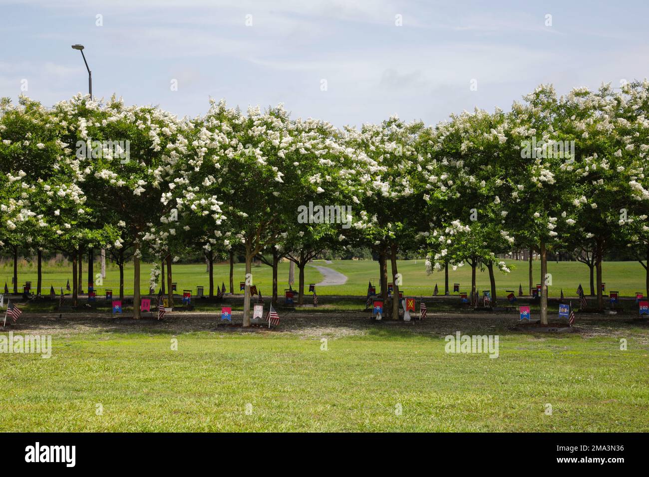 Crape Myrtles bloom on Warriors Walk at Fort Stewart, Georgia, May 24 ...