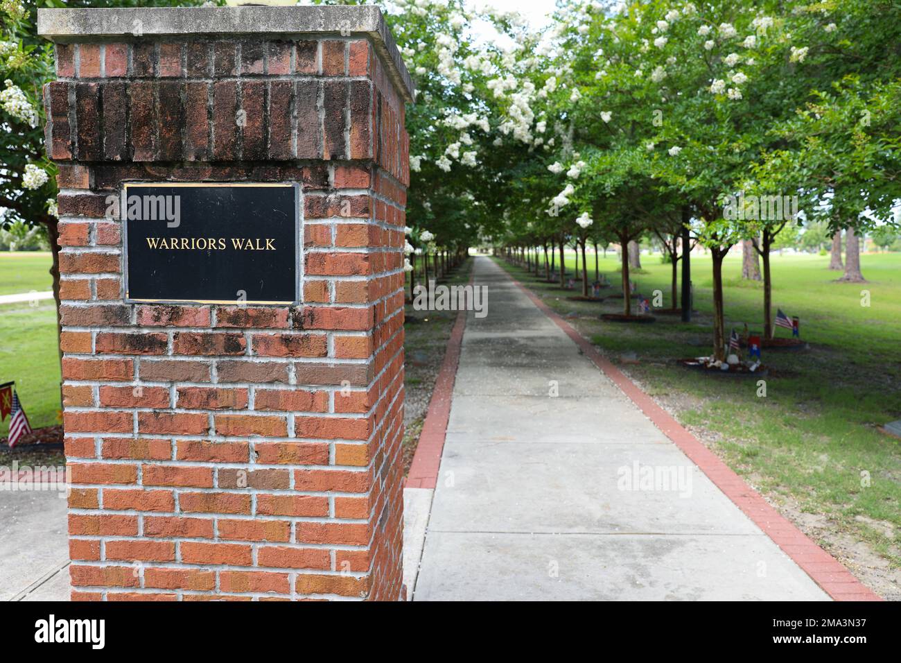 Crape Myrtles bloom on Warriors Walk at Fort Stewart, Georgia, May 24 ...