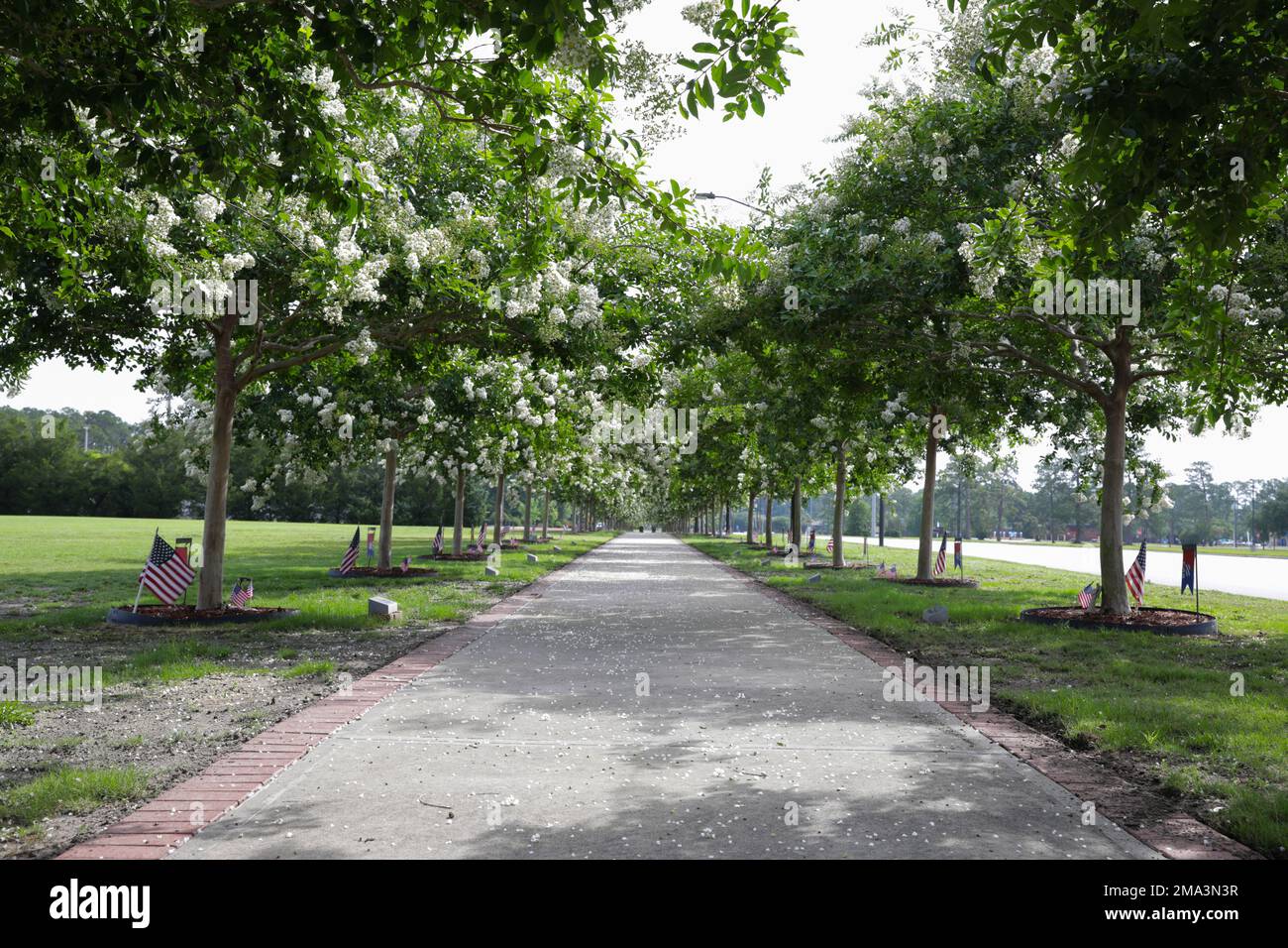 Crape Myrtles bloom on Warriors Walk at Fort Stewart, Georgia, May 24 ...