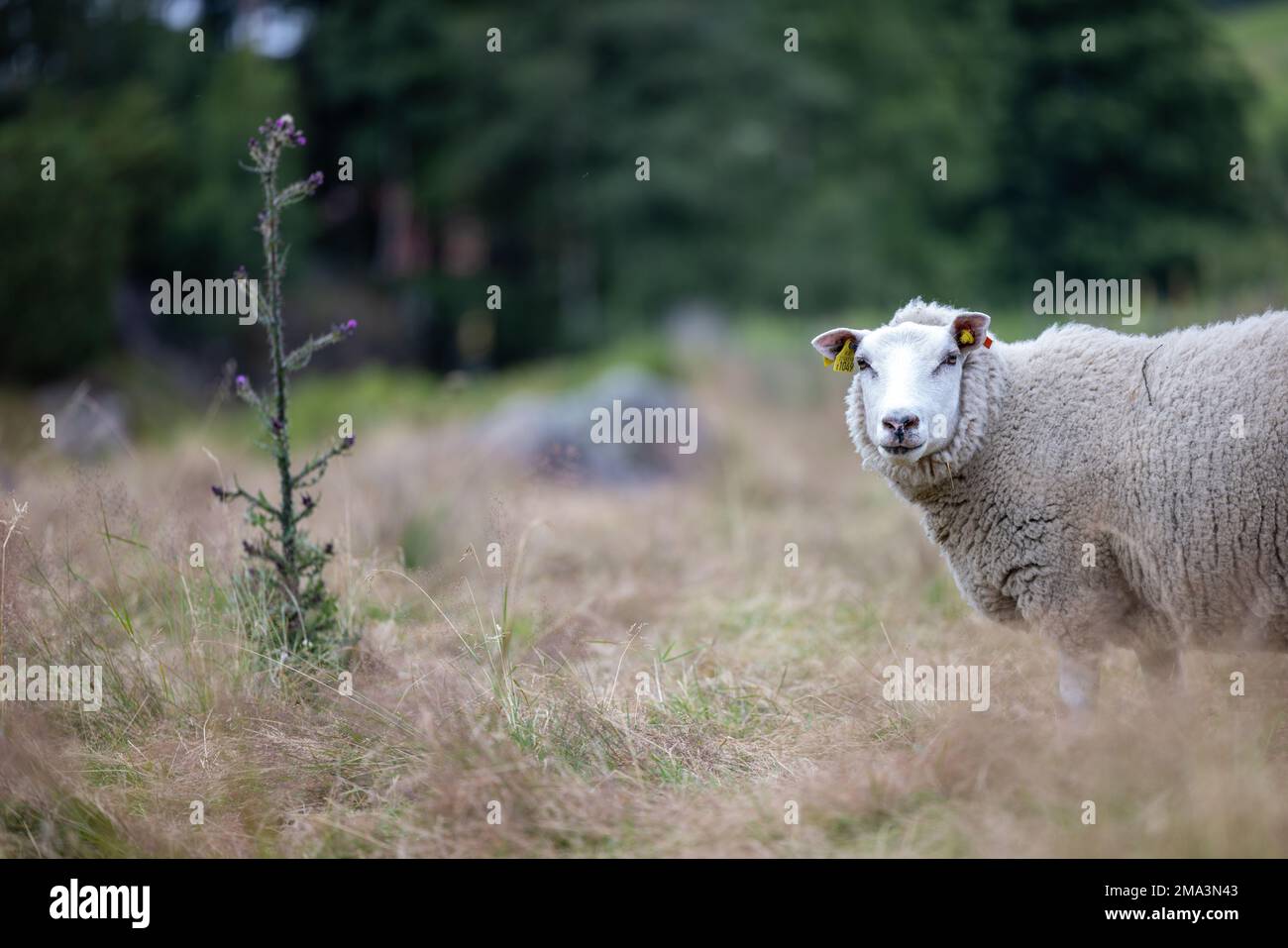 A fluffy Welsh Mountain sheep with an ear tag captured in a pasture ...