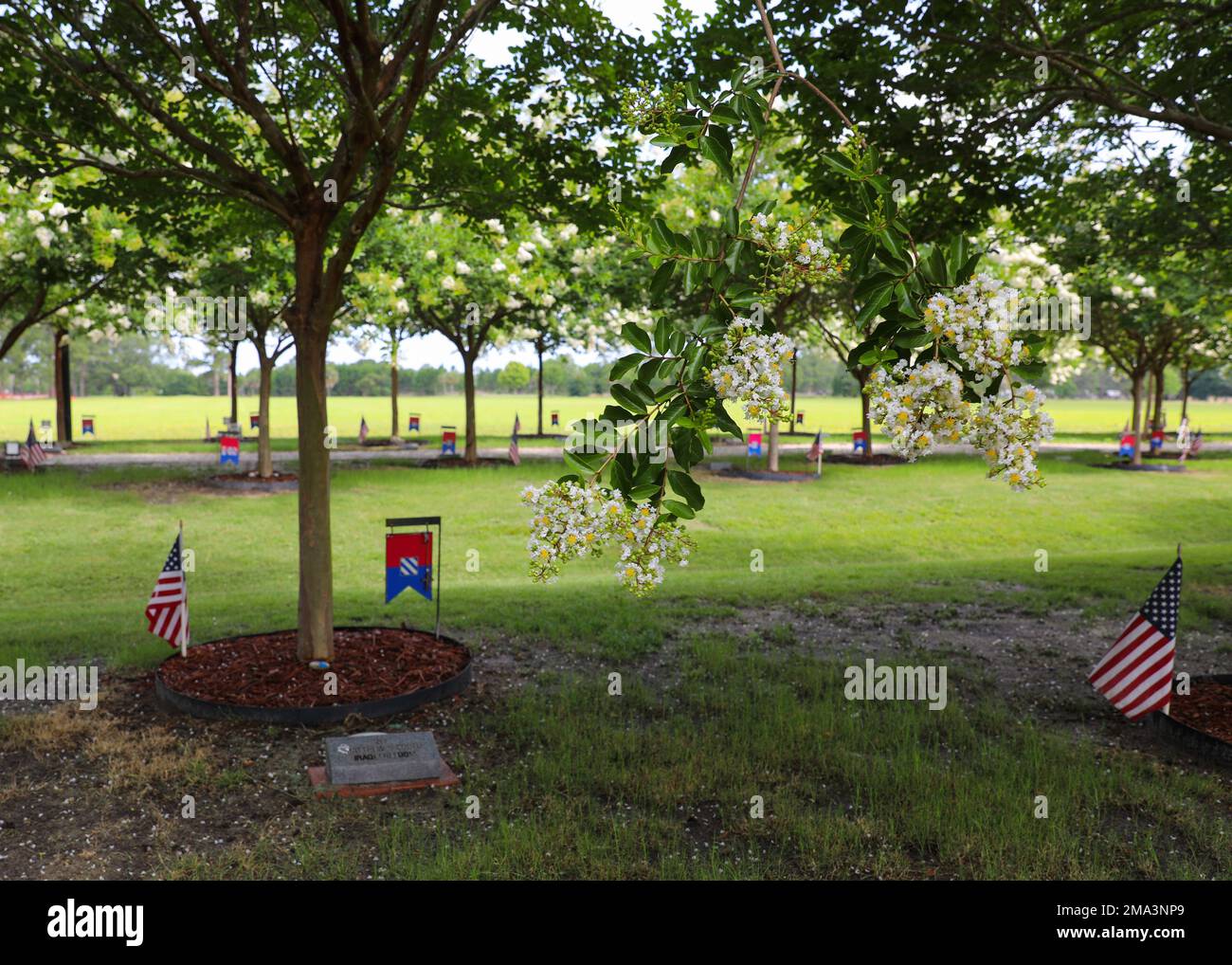 Crape Myrtles bloom on Warriors Walk at Fort Stewart, Georgia, May 24 ...