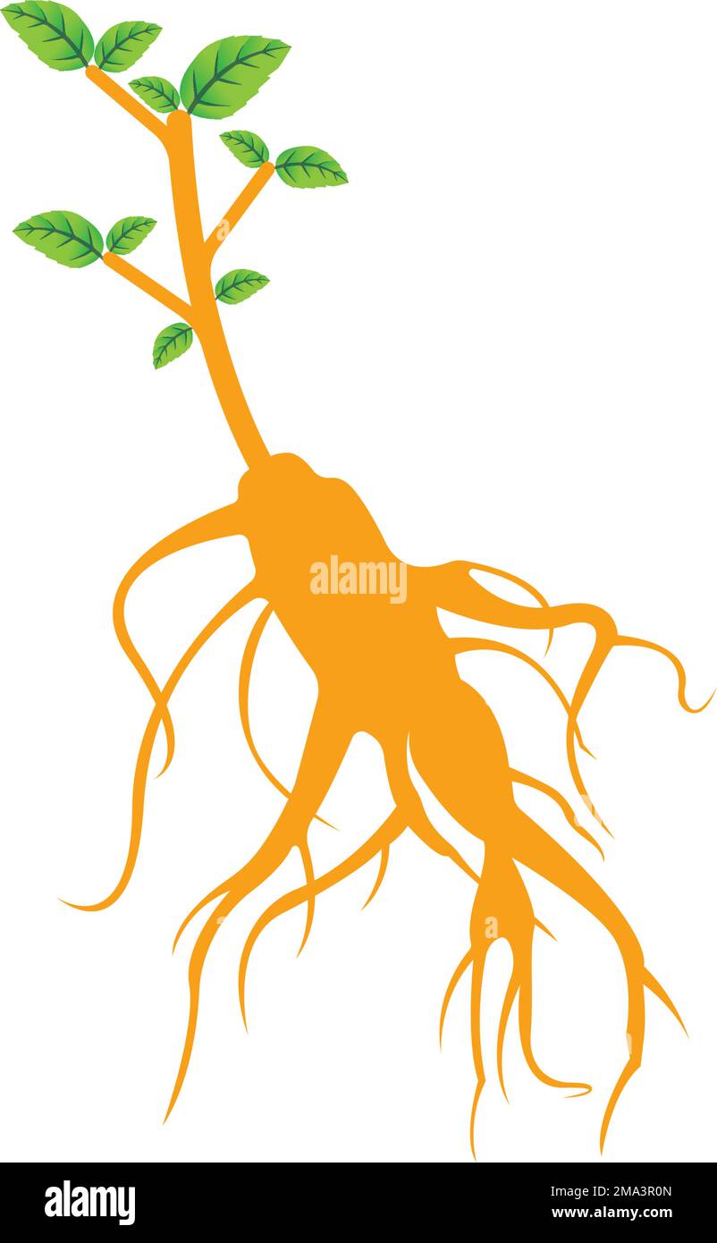 Ginseng icon vector illustration design template Stock Vector Image ...