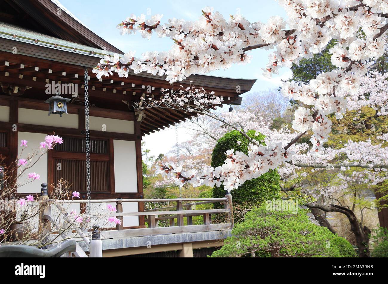 Roof of ancient temple and blooming sakura branches, Hasedera (Hase ...