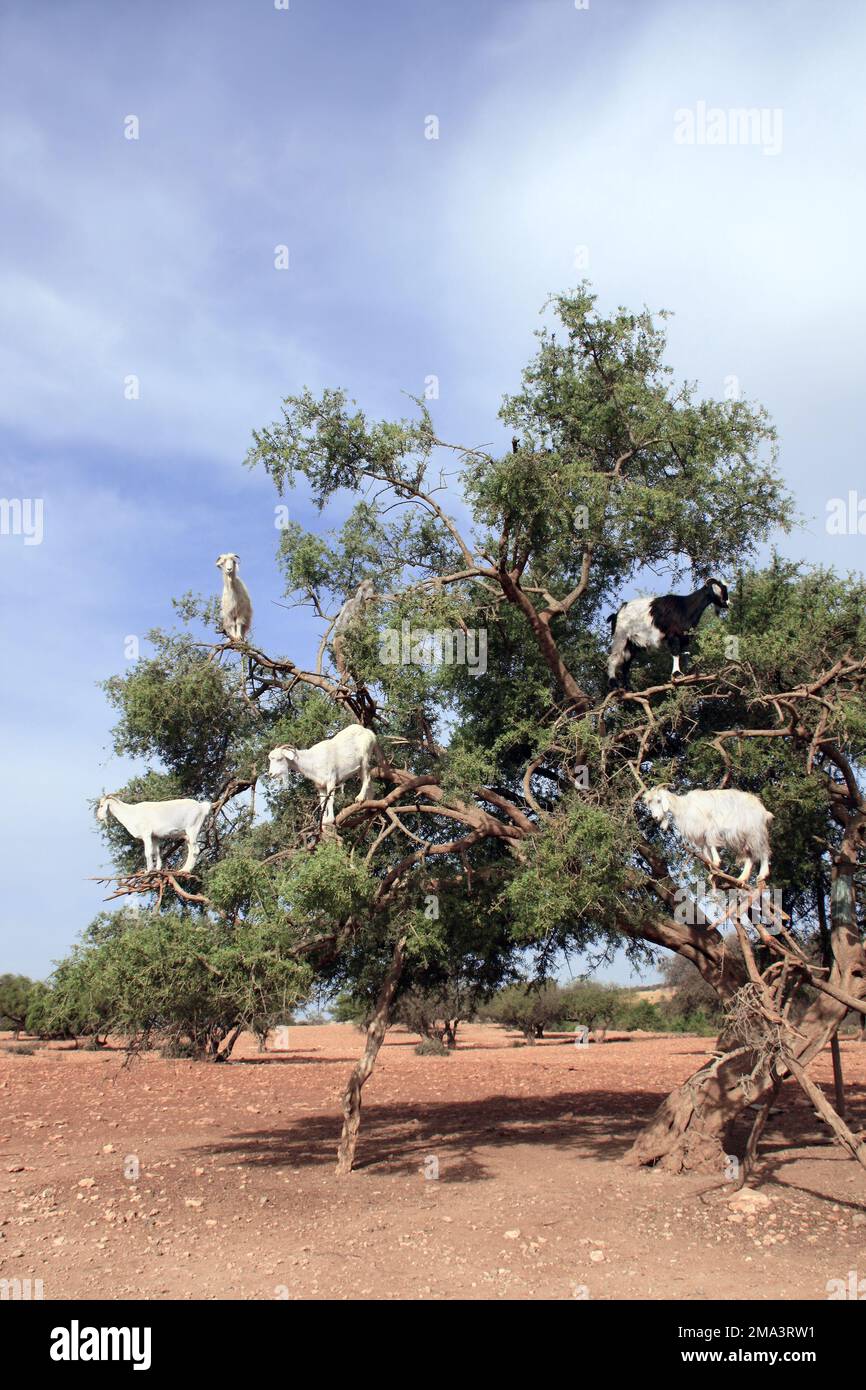 Famous moroccan scene - goats on the argan tree (Argania spinosa ...