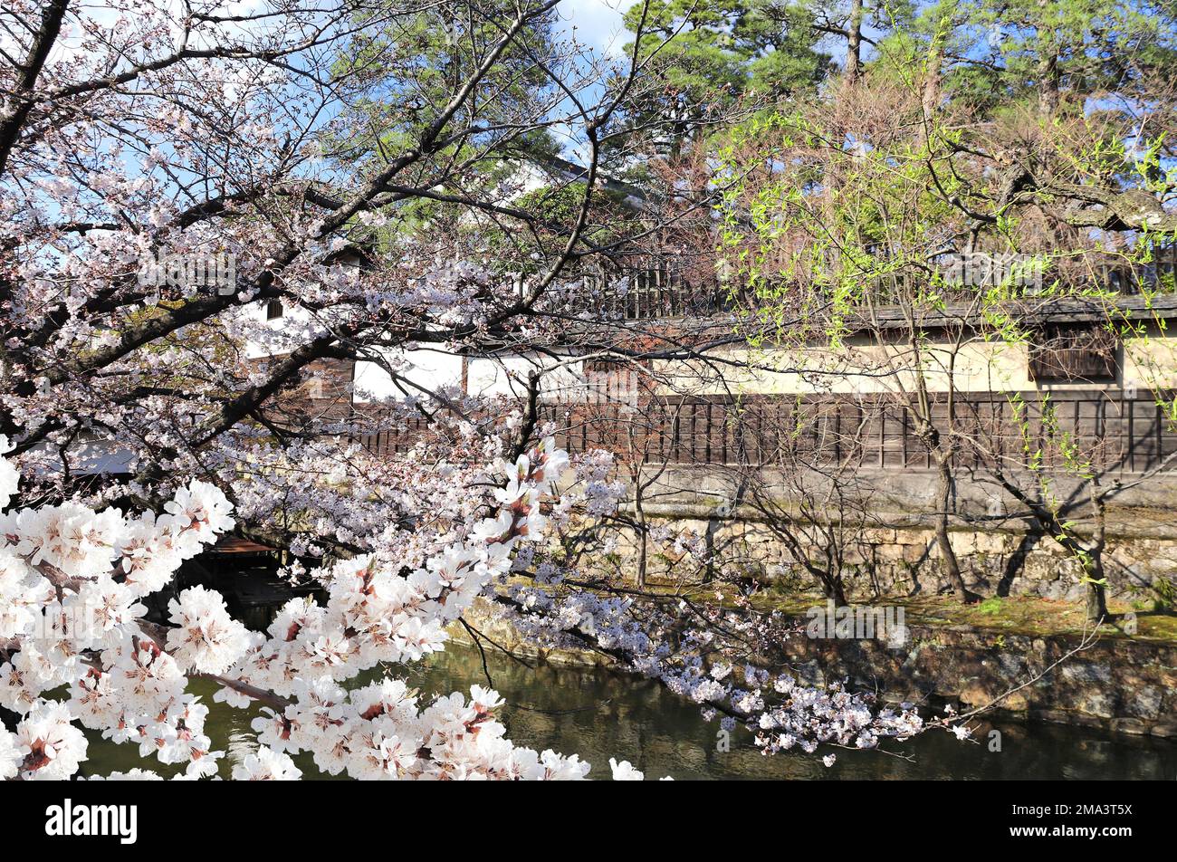 Old houses and sakura flowers, Kurashiki canal in Bikan district ...