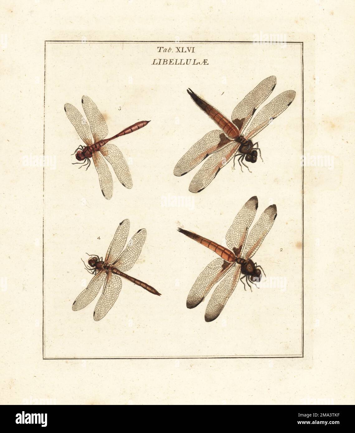 Four winged insects hi-res stock photography and images - Alamy