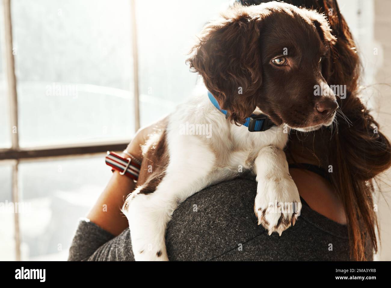 Dog, window and woman hug pet in home, bonding and caring. Love, dogs ...