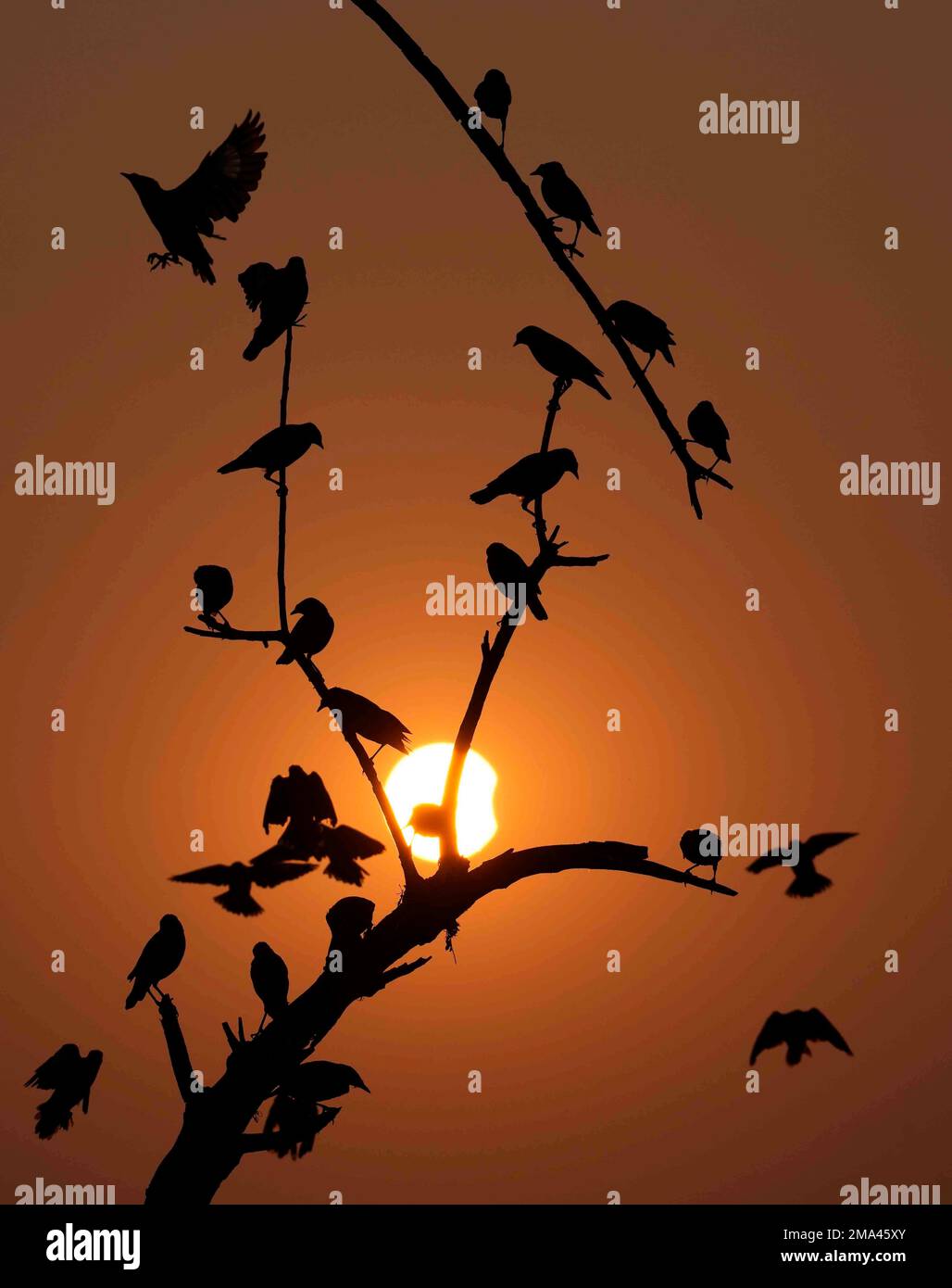 Mynah birds sit on a Tree silhouetted by a partial solar eclipse in ...