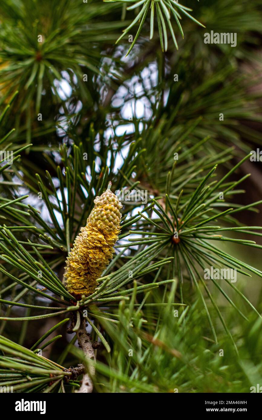 Ungrown yellow flower of a pine-like tree in the middle of winter in a ...