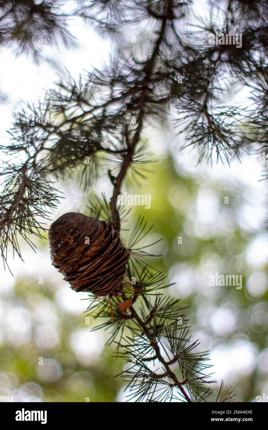 Pineapple hanging from the branch of a pine tree with the blurred ...