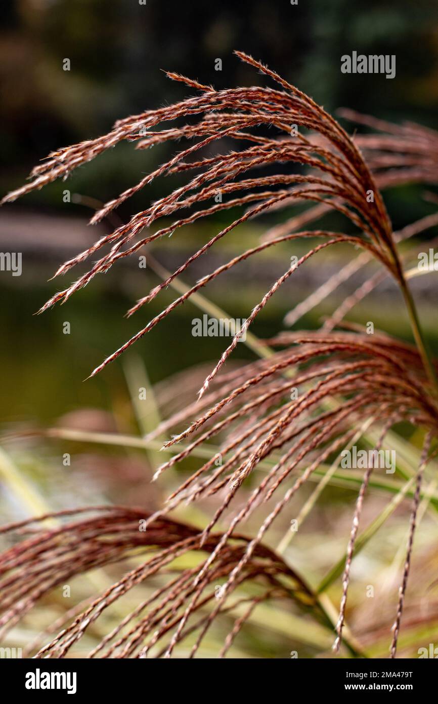 Brown and green straw leaves with the blurred background of a forest in ...