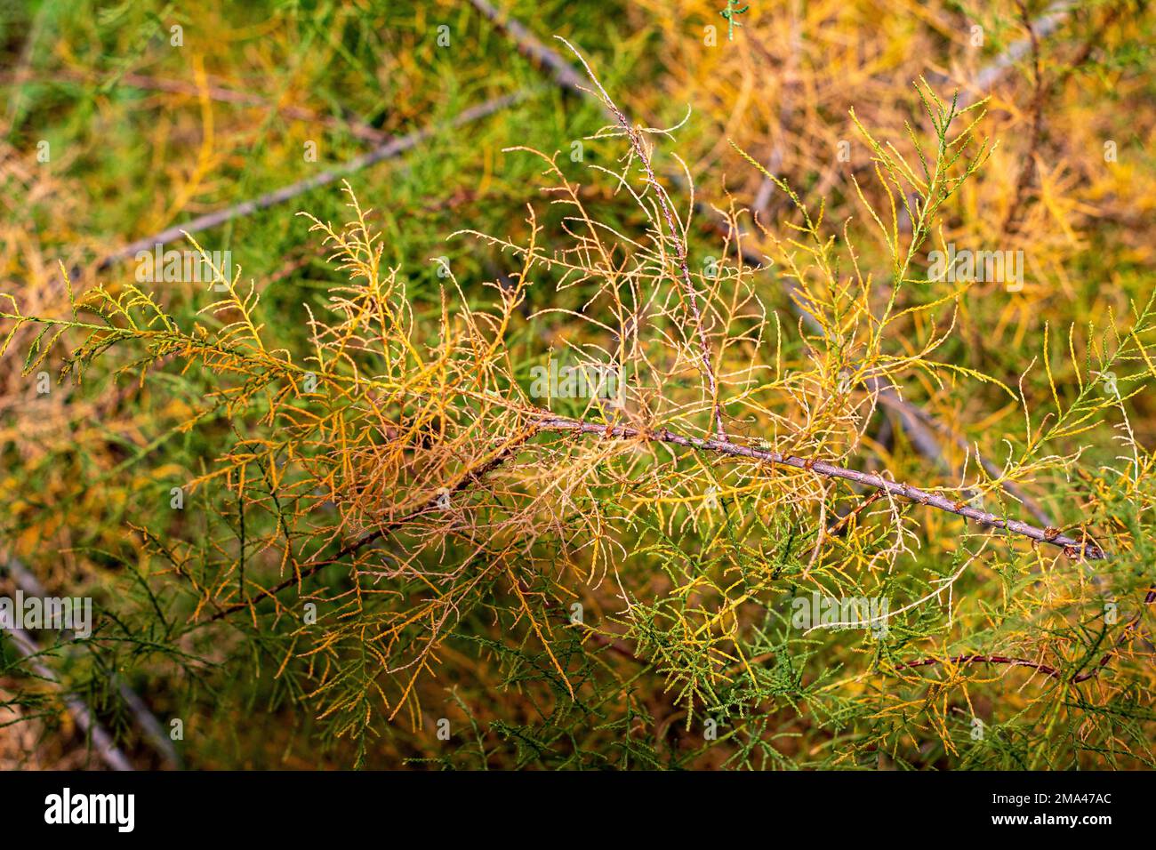 Brown and green straw leaves with the blurred background of a forest in ...