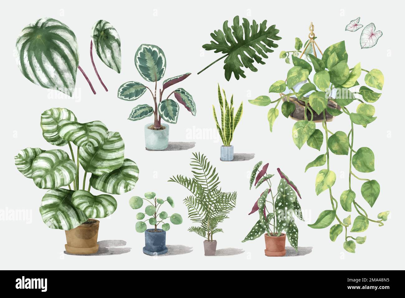 Snake plant sketch Stock Vector Images - Alamy