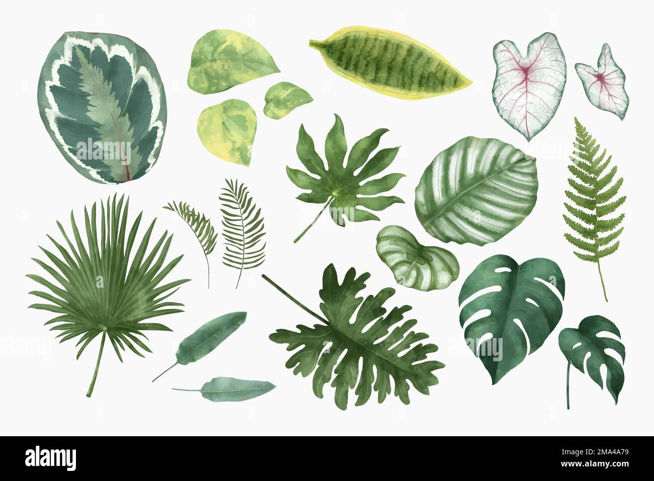 Watercolor illustration monstera leaf Stock Vector Images - Alamy