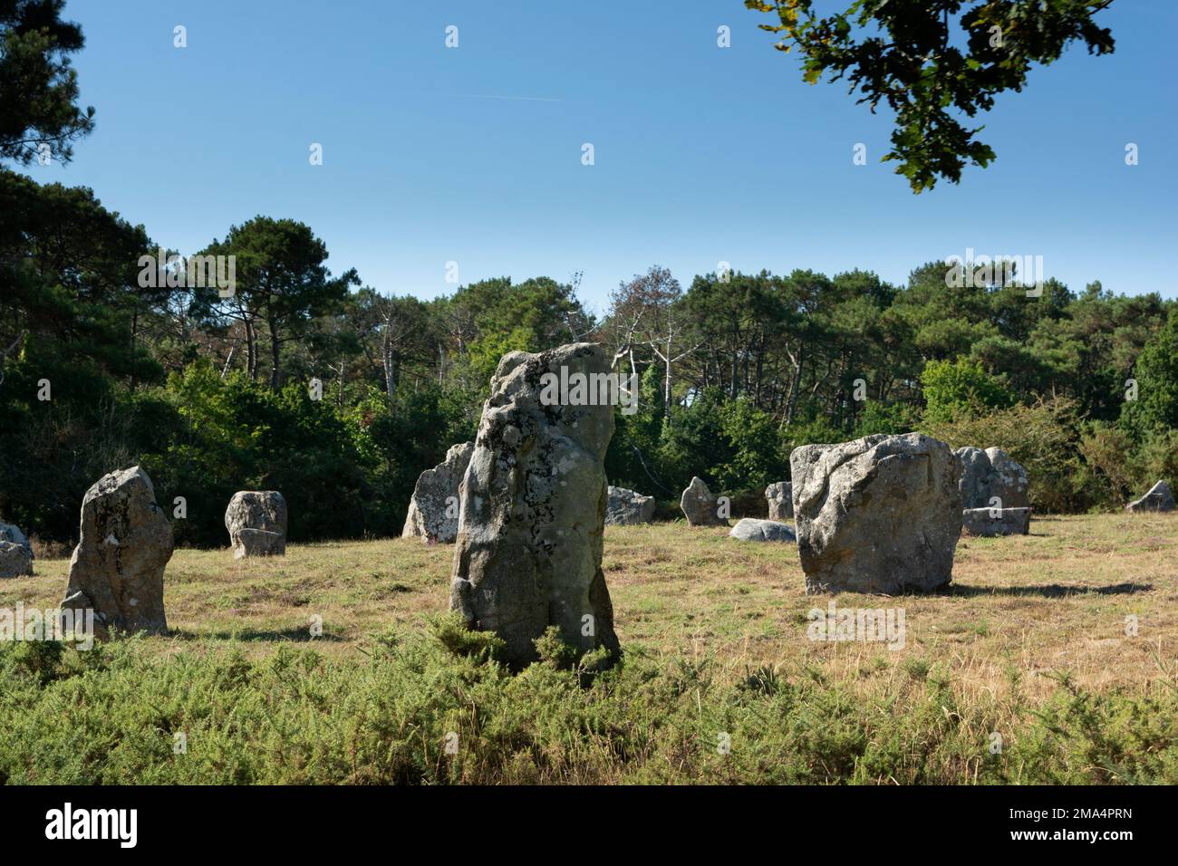 Carnac stones (megalithic sites). Le Ménec alignments. Commune of ...