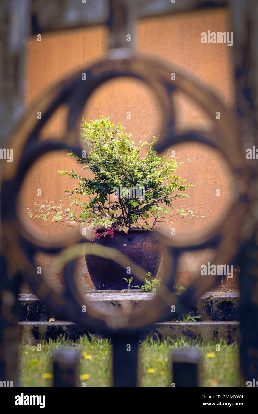 A growing plant behind fence Stock Photo - Alamy
