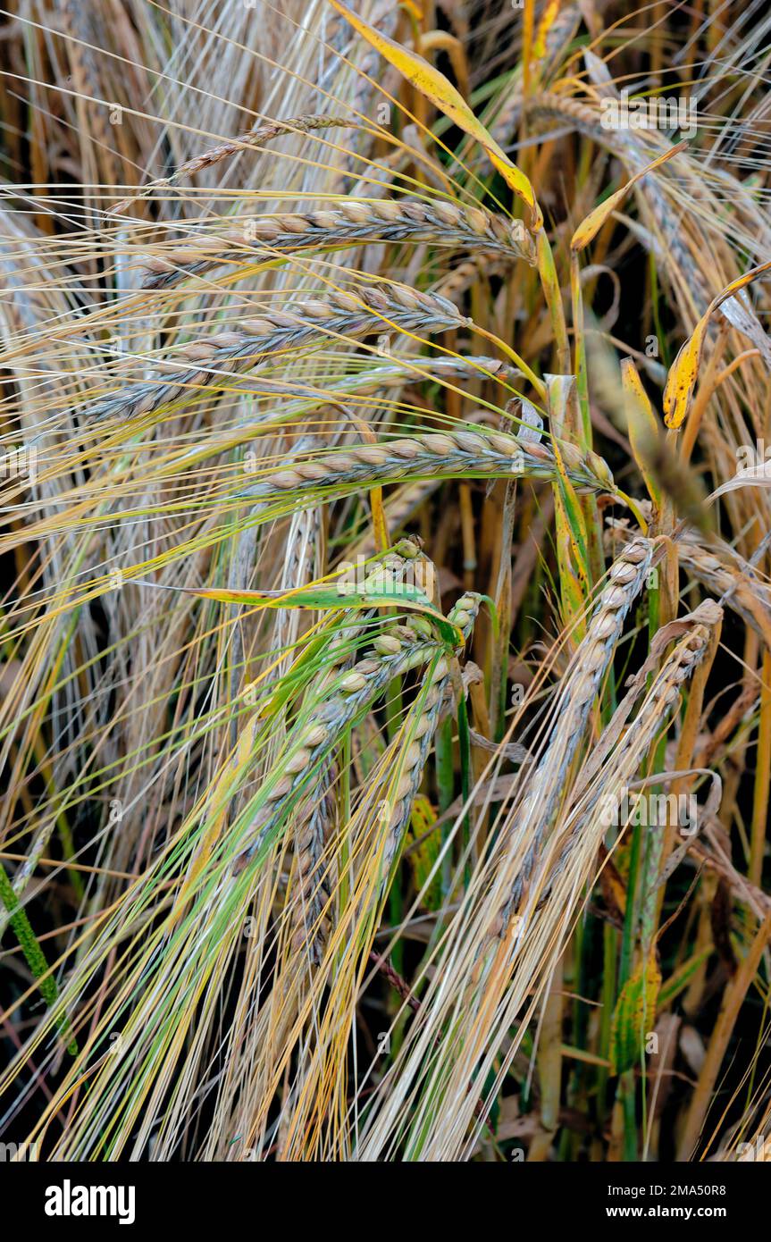 Barley corns hi-res stock photography and images - Alamy