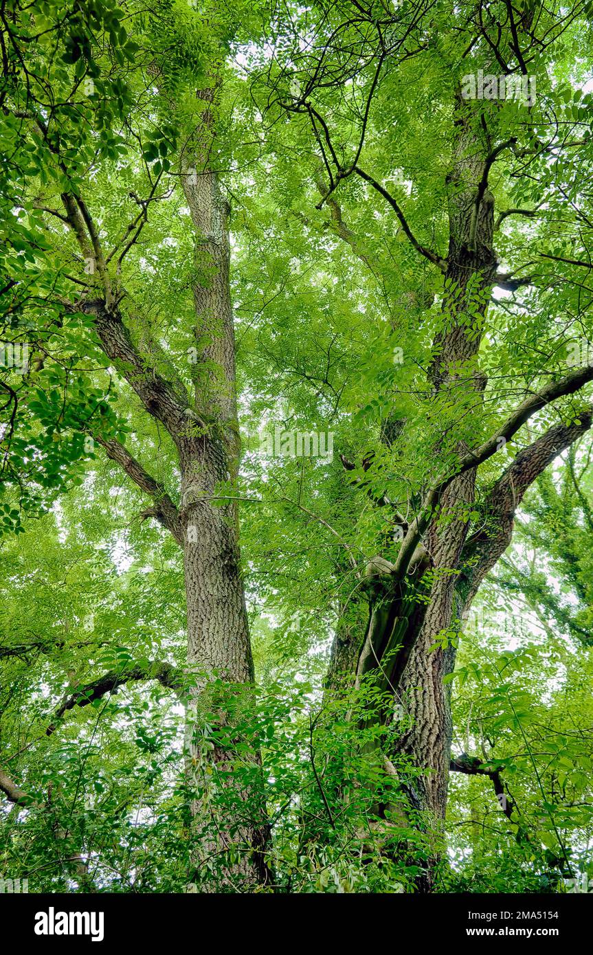 Hawkley hangers hi-res stock photography and images - Alamy