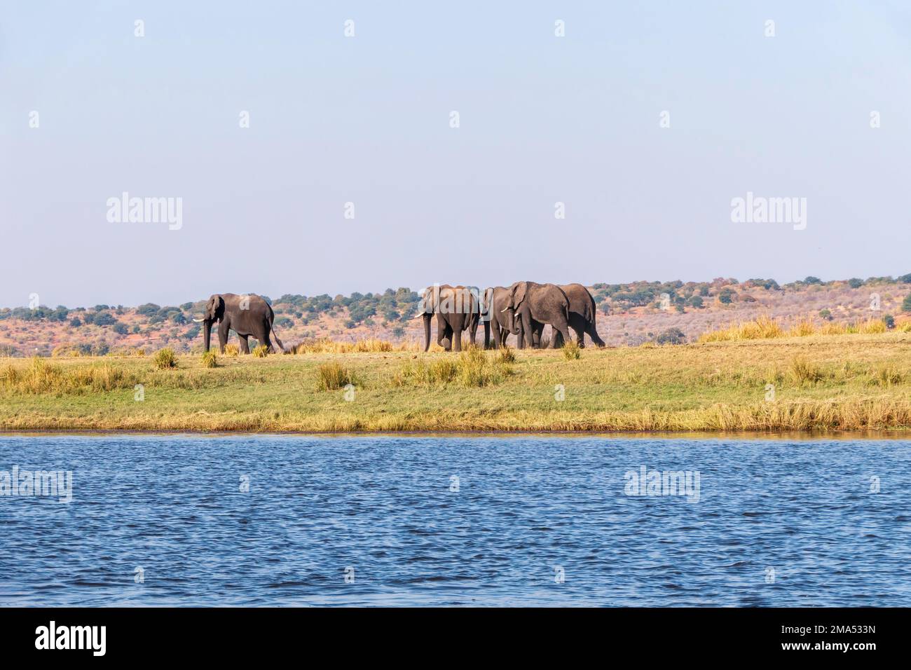 Africa safari scene watering hole hi-res stock photography and images ...