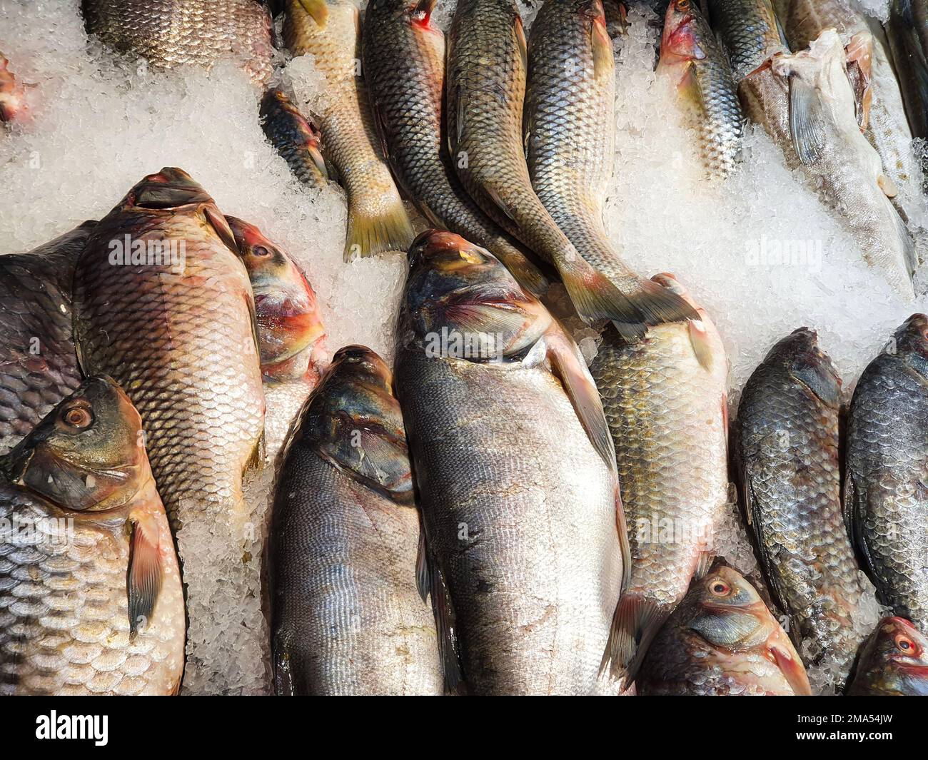 Sea bass fish, carp fish and Salmon fish a lot on ice. City market ...