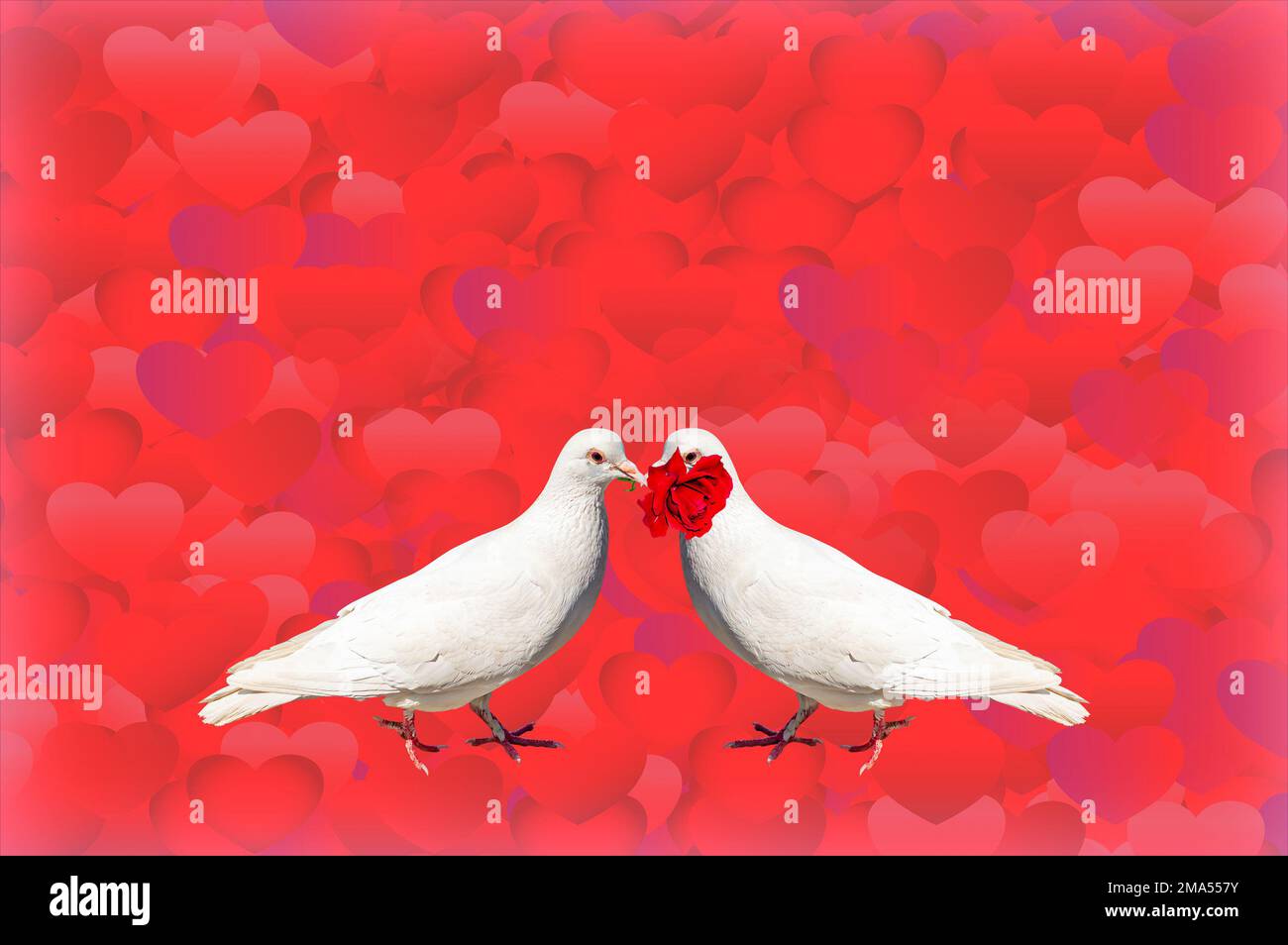 Two white doves with a red rose flower on the background of a heart ...