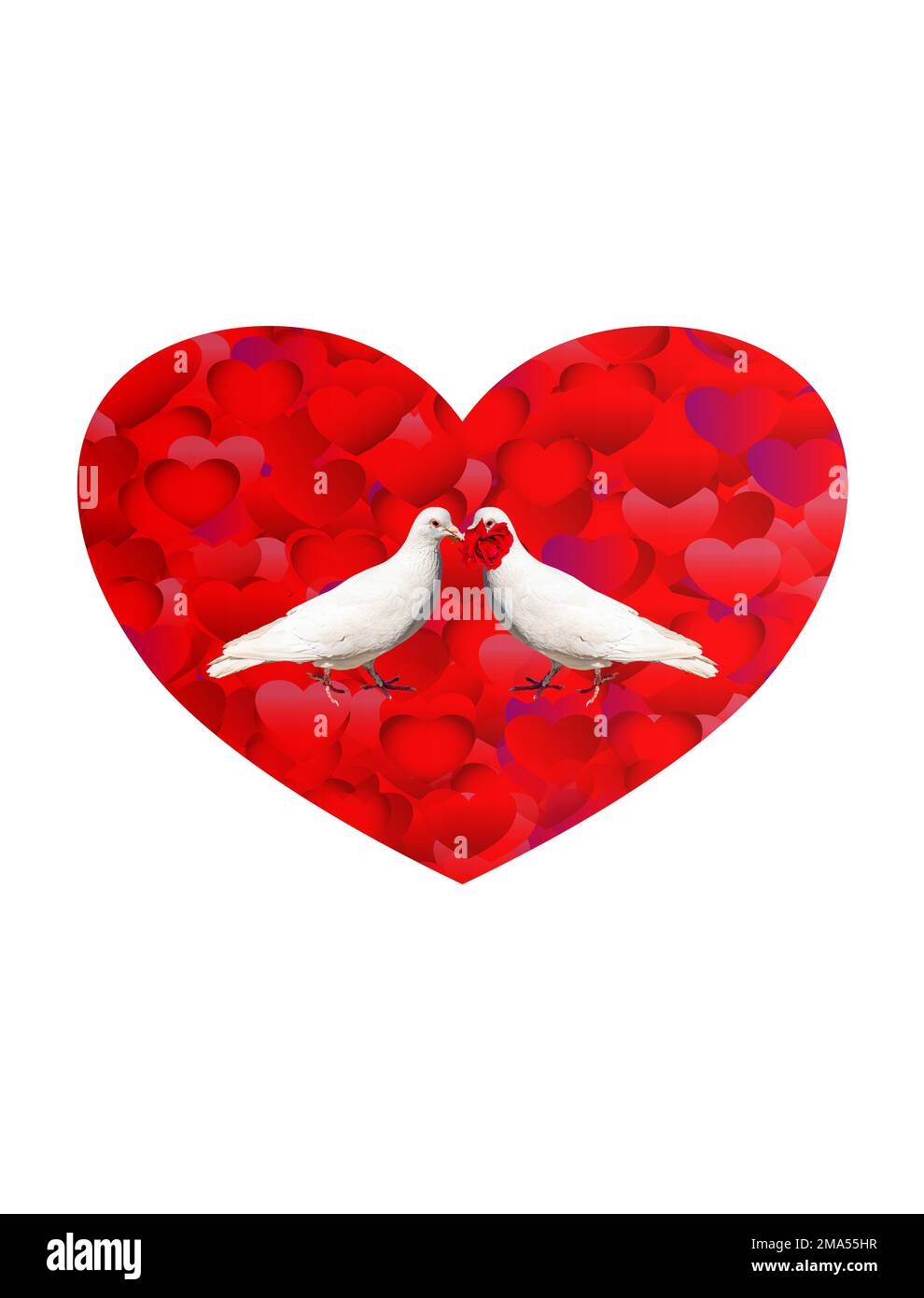 Two white doves with a red rose flower on the background of a heart ...