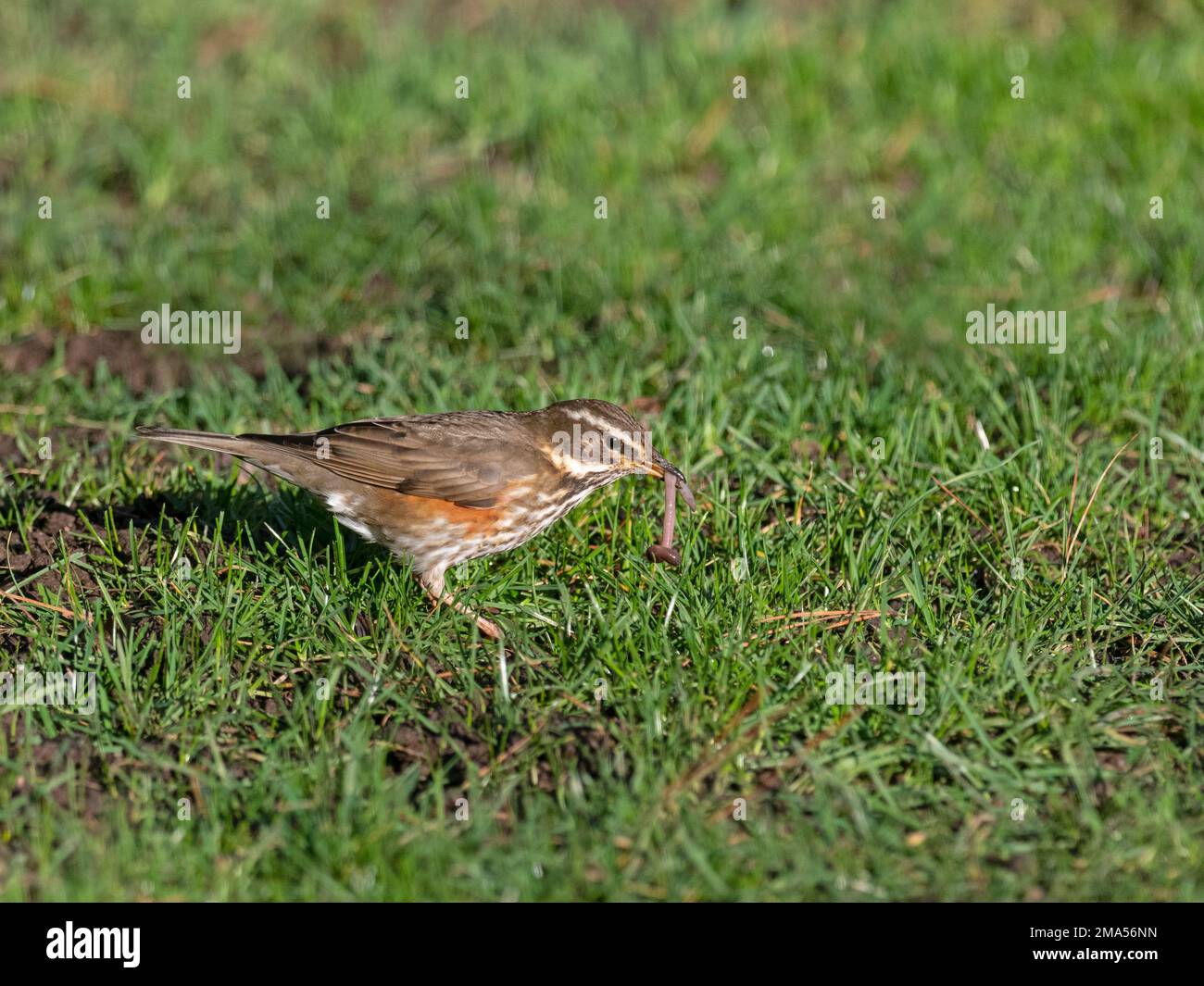 Redwing Turdus musicus feeding on worms in freezing weather Norfolk ...