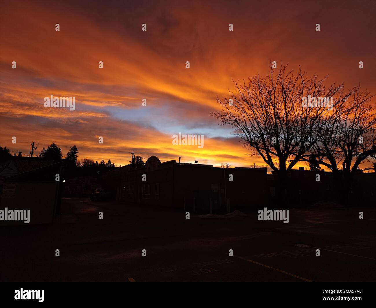 A silhouette of growing trees during sunset Stock Photo - Alamy