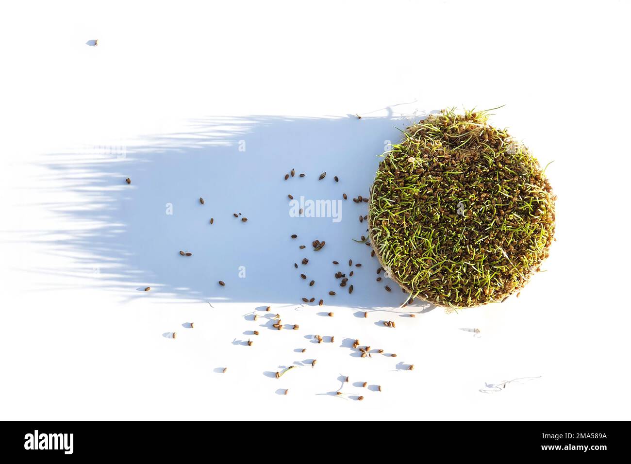 Fresh sprouted wheat grass with shadow on white background. Round heap ...
