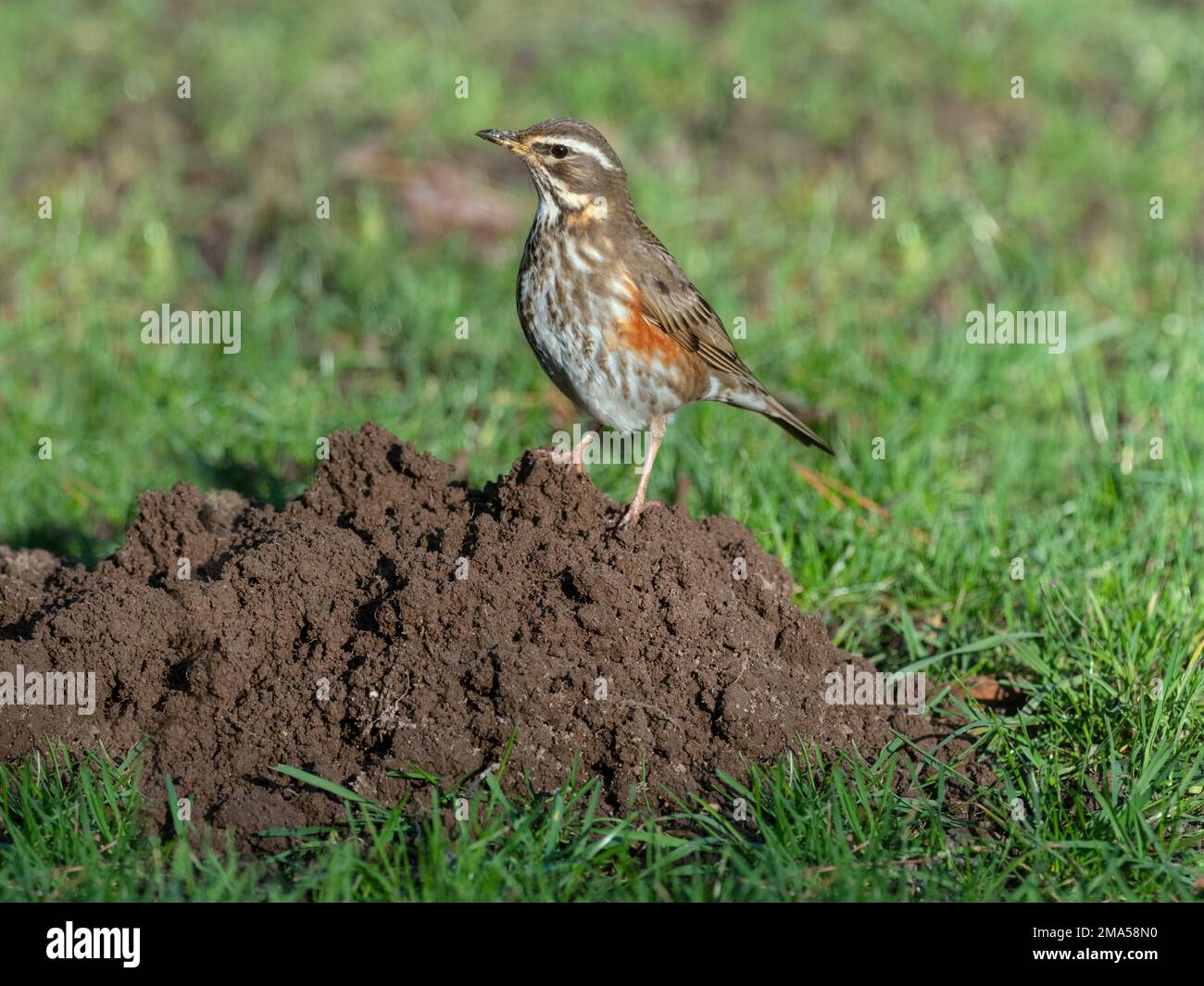 Redwing Turdus musicus feeding on mole hill for worms in freezing ...