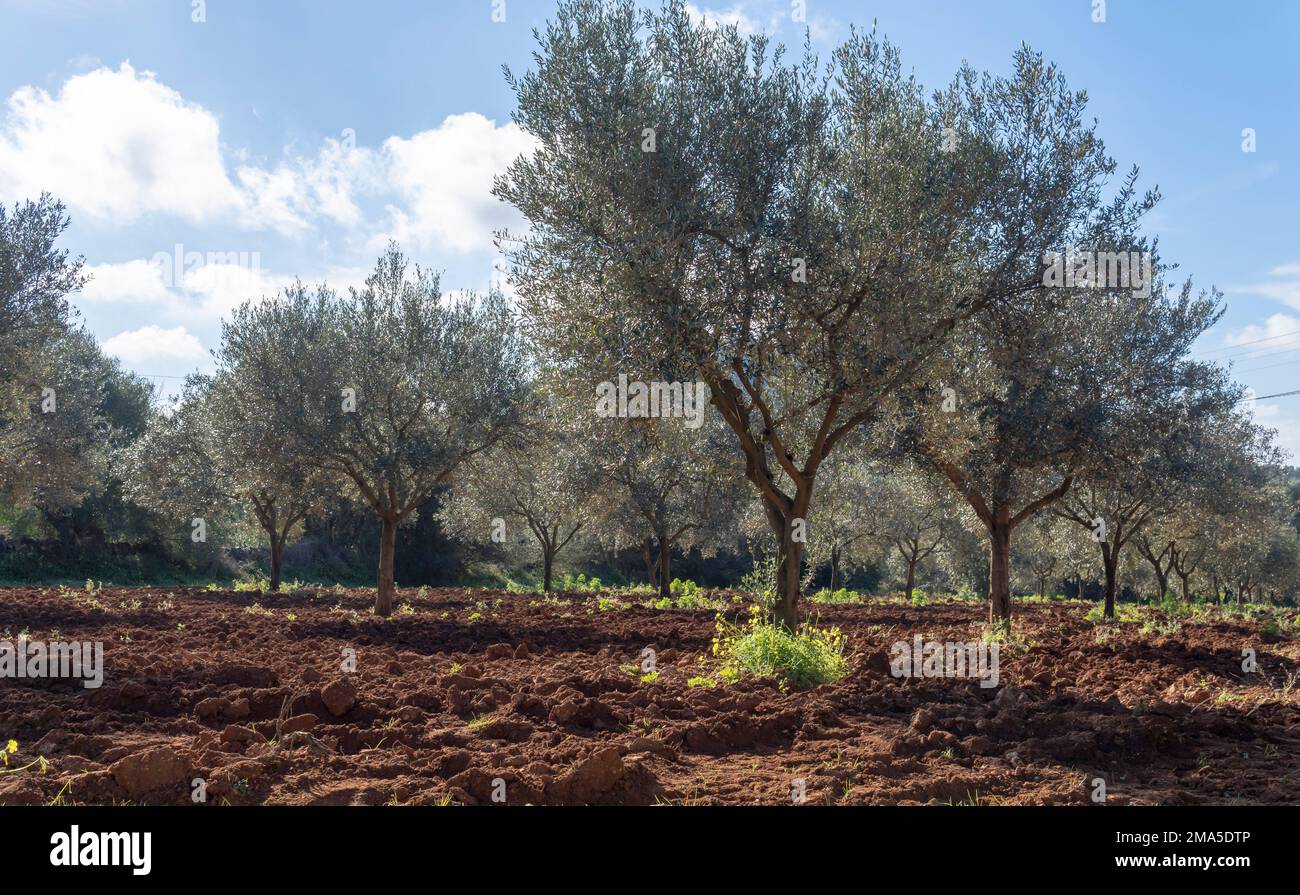 Rural field of organic olive trees, Olea europaea on a sunny morning ...