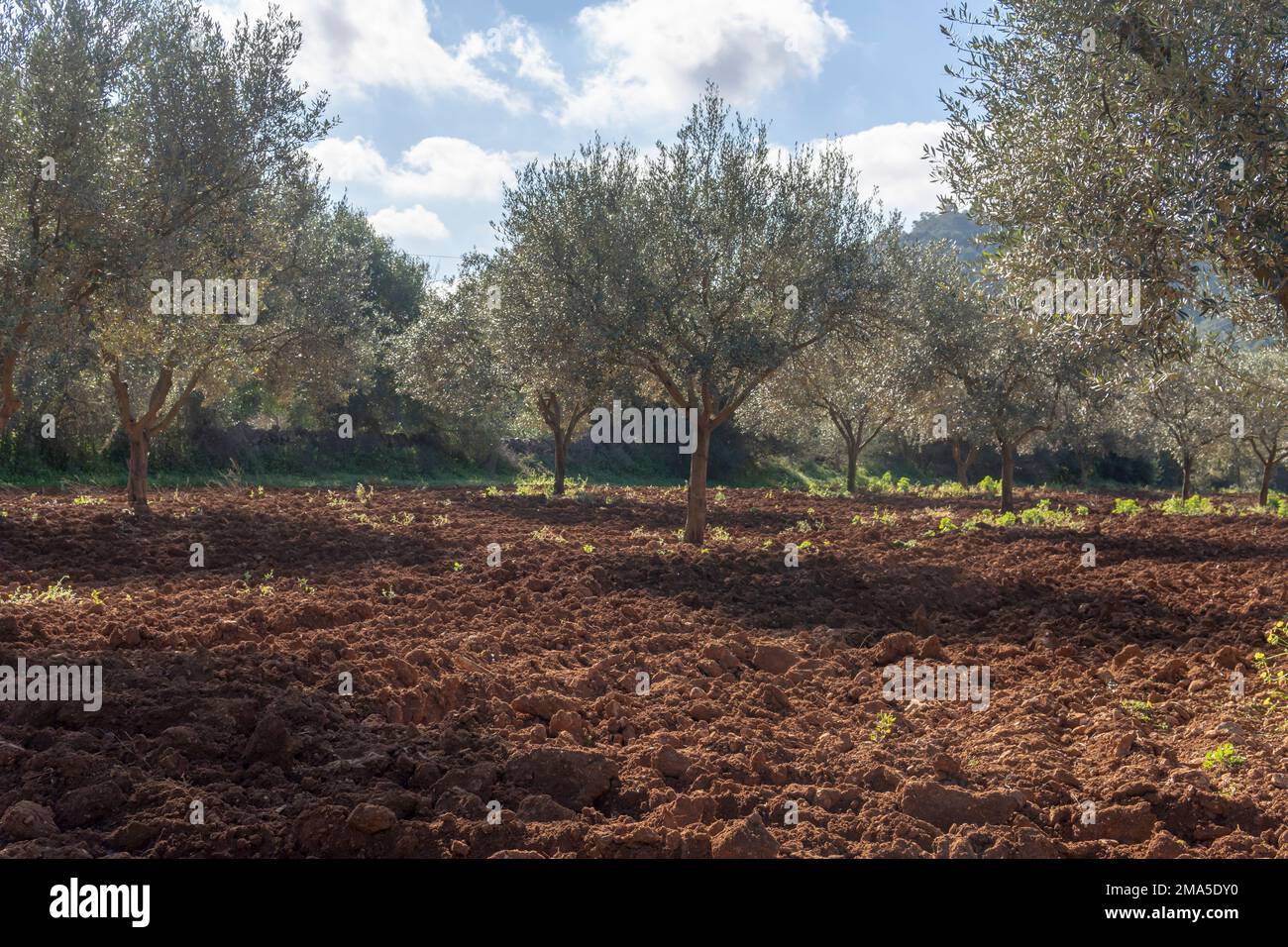 Rural field of organic olive trees, Olea europaea on a sunny morning ...