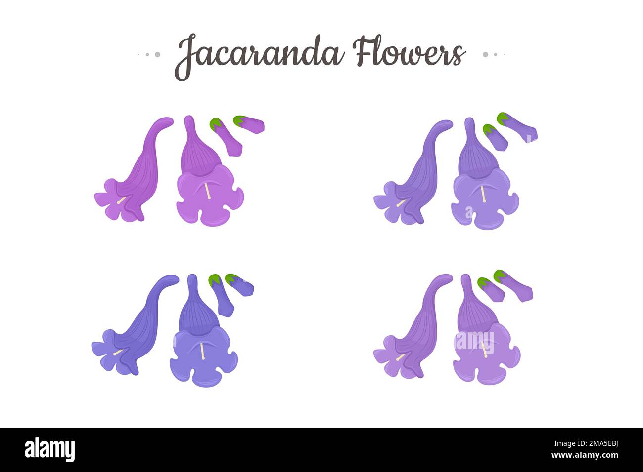 Jacaranda mimosifolia blooming Stock Vector Images - Alamy