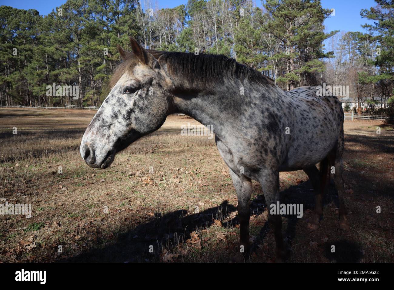 A close-up shot of a horse at a horse farm in North Carolin Stock Photo ...